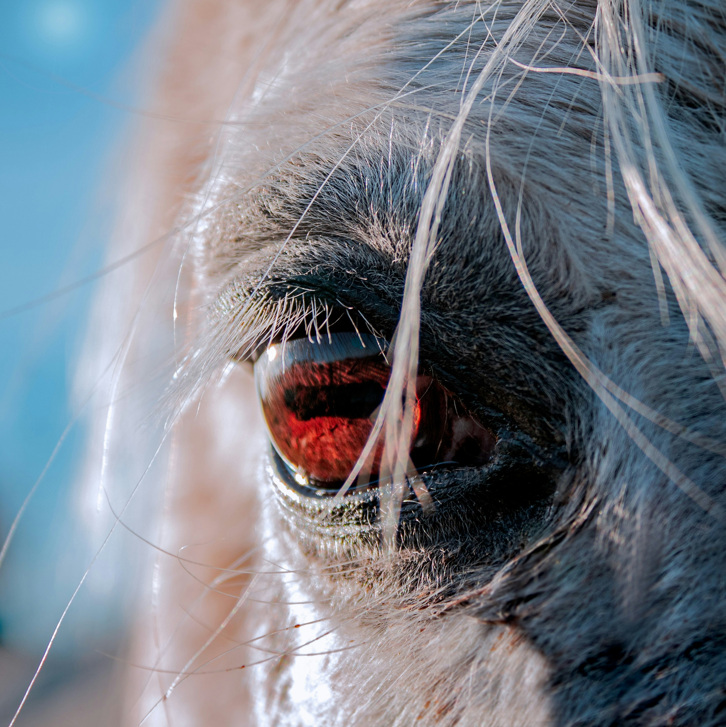 Close-up of a horse's eye, revealing intricate details and reflections in the iris. The image captures the essence of the animal's soul and connection to its surroundings.