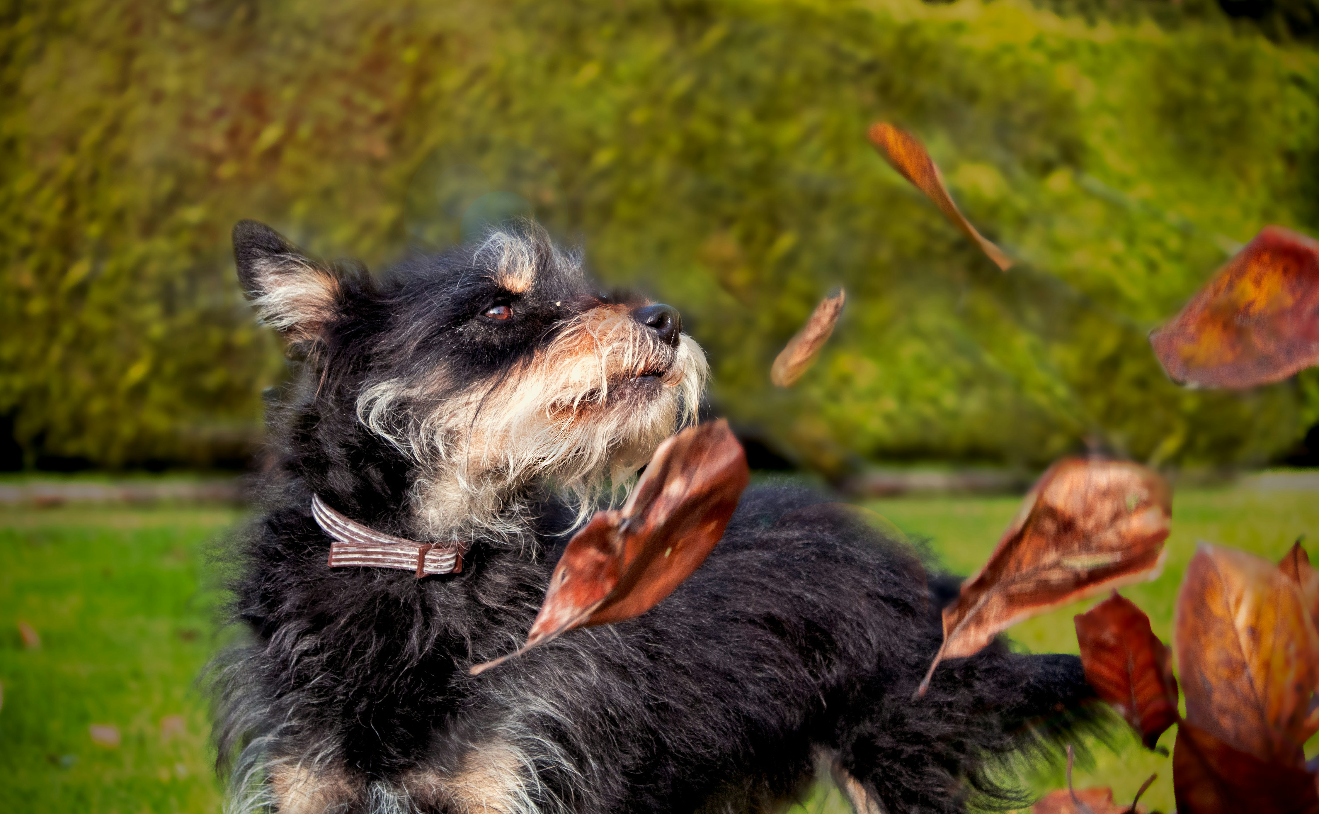 Whiskers and Whirls: A Canine Autumn Dance
