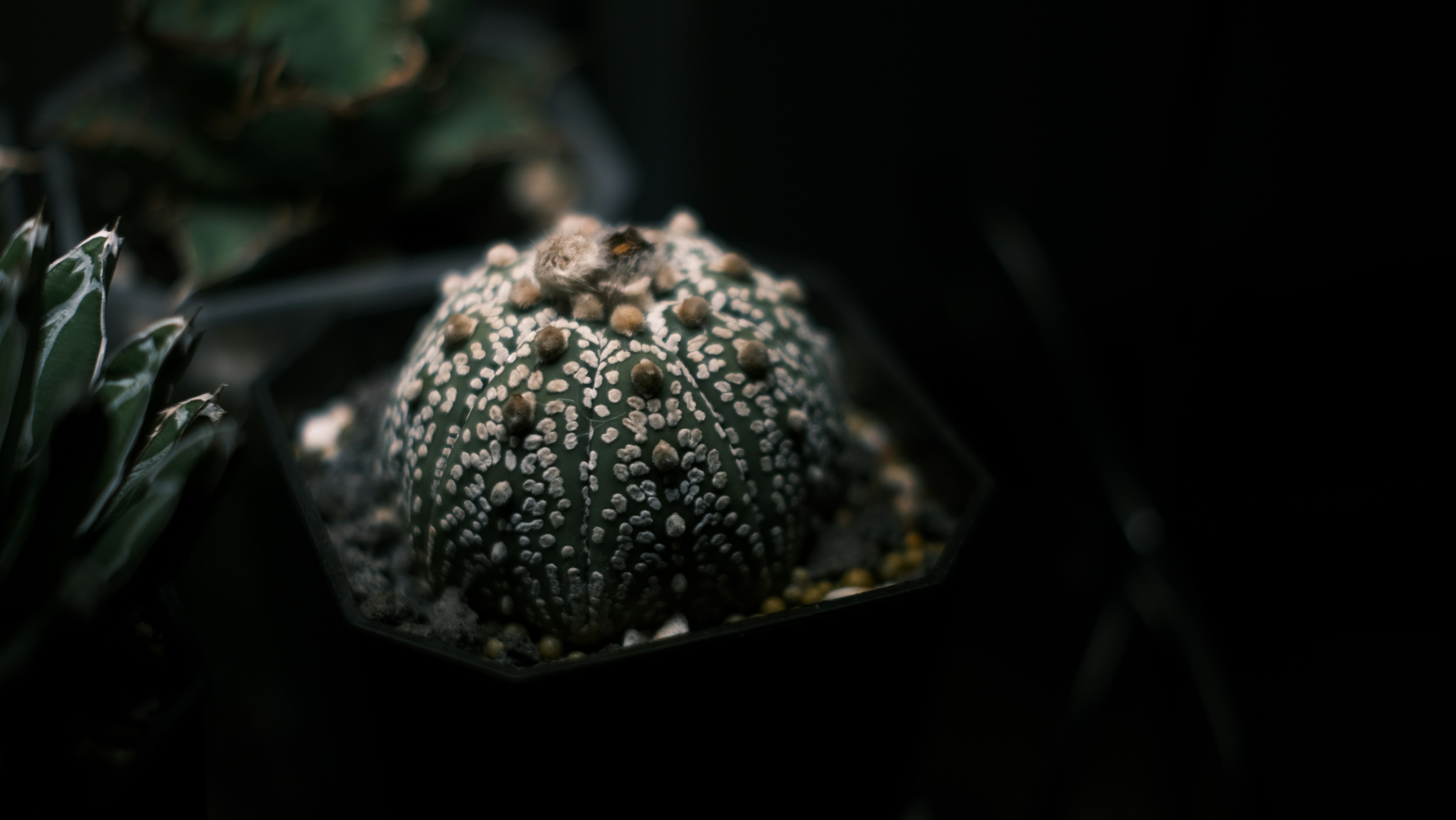 Nature's Intricate Sculpture: A Cactus in Focus