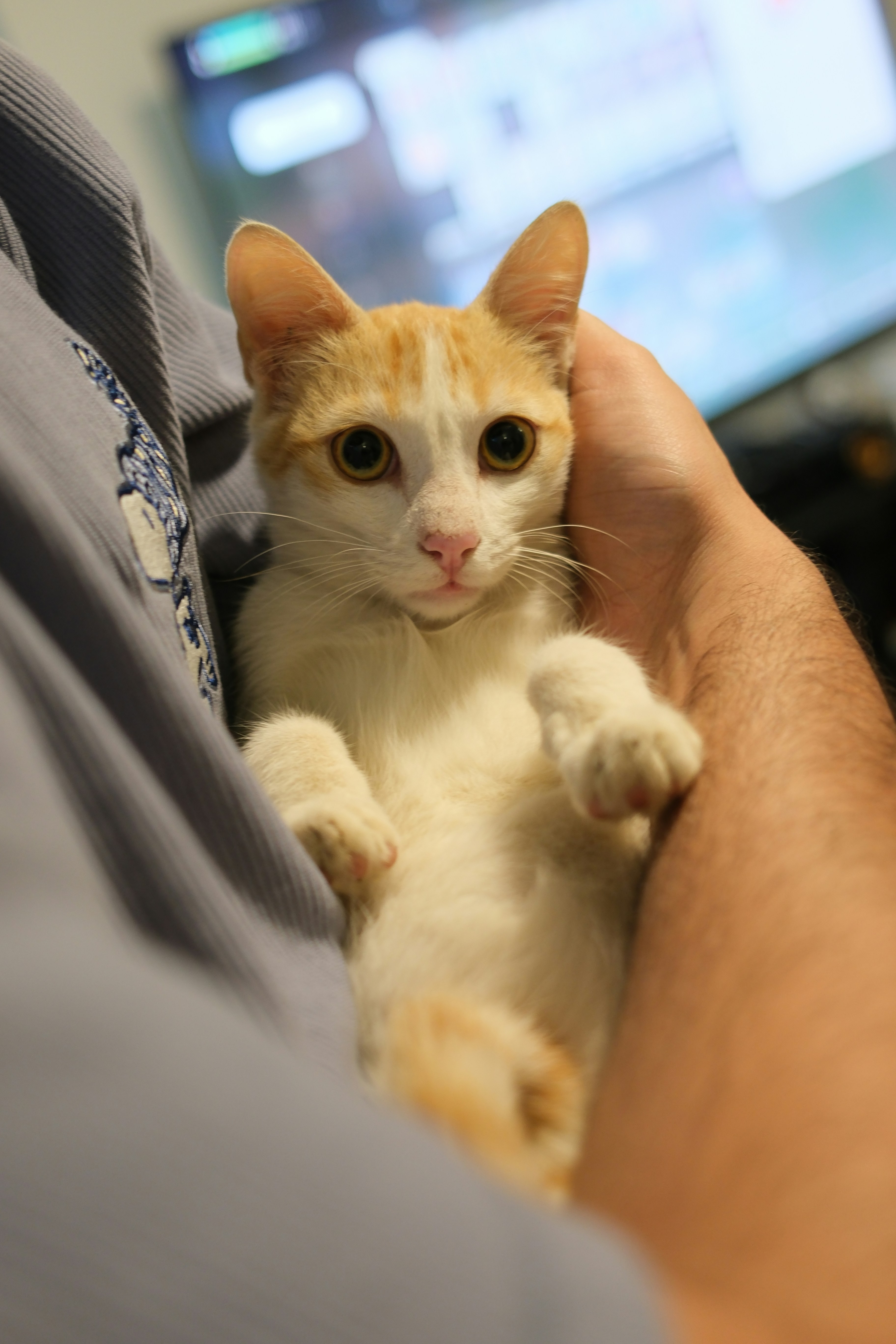 A light orange and white cat cradled in a person's arms, looking directly at the camera with wide, inquisitive eyes. The background features a blurred screen, adding context to the cozy setting.