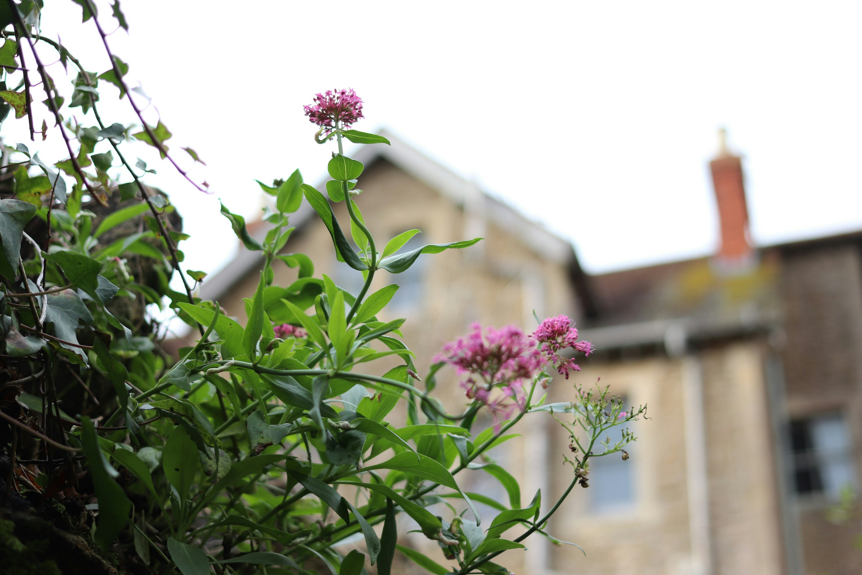 Whispers of Nature Amidst Urban Backdrops