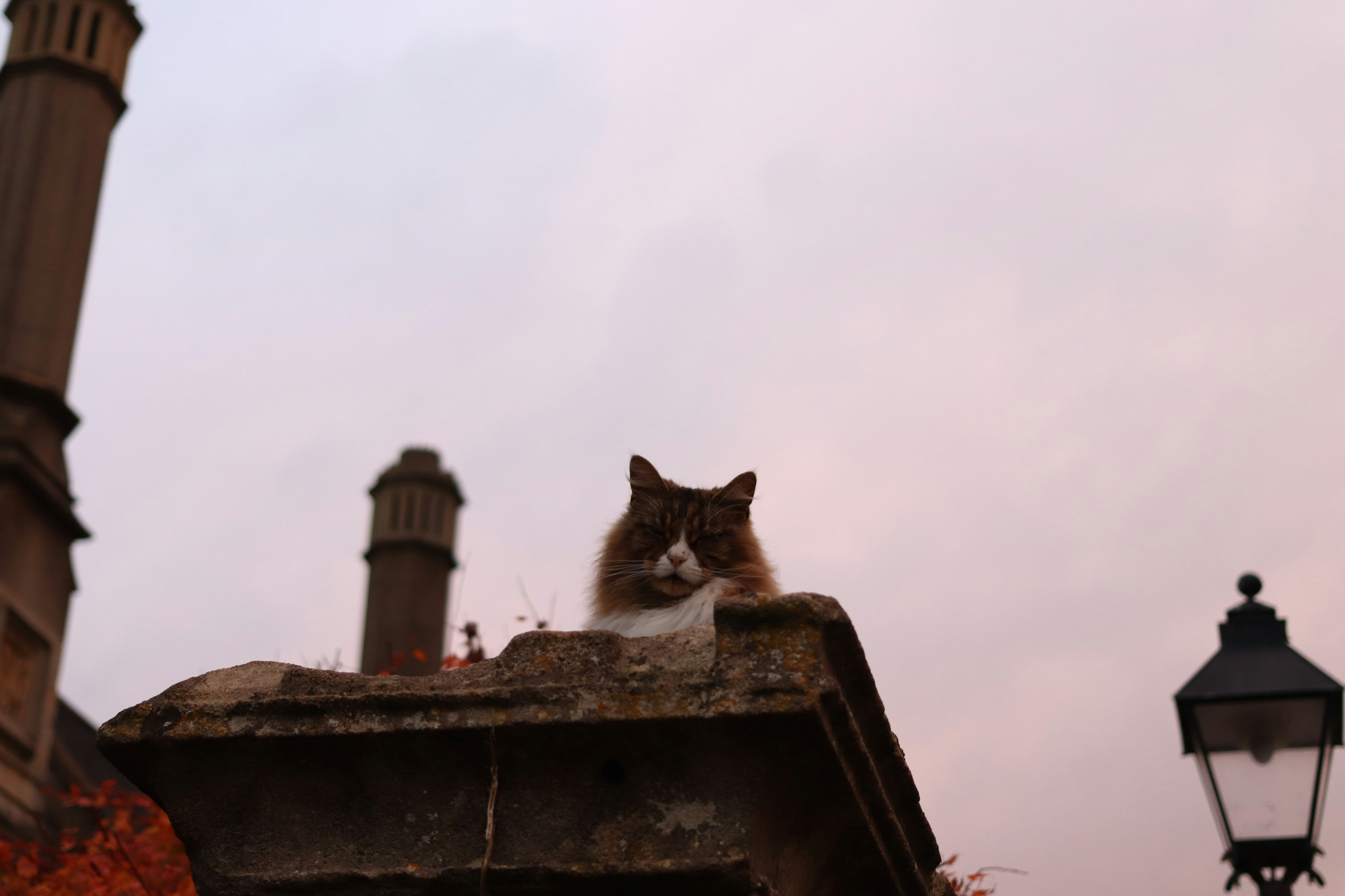 Photo by Tanya Barrow with Canon EOS 77D