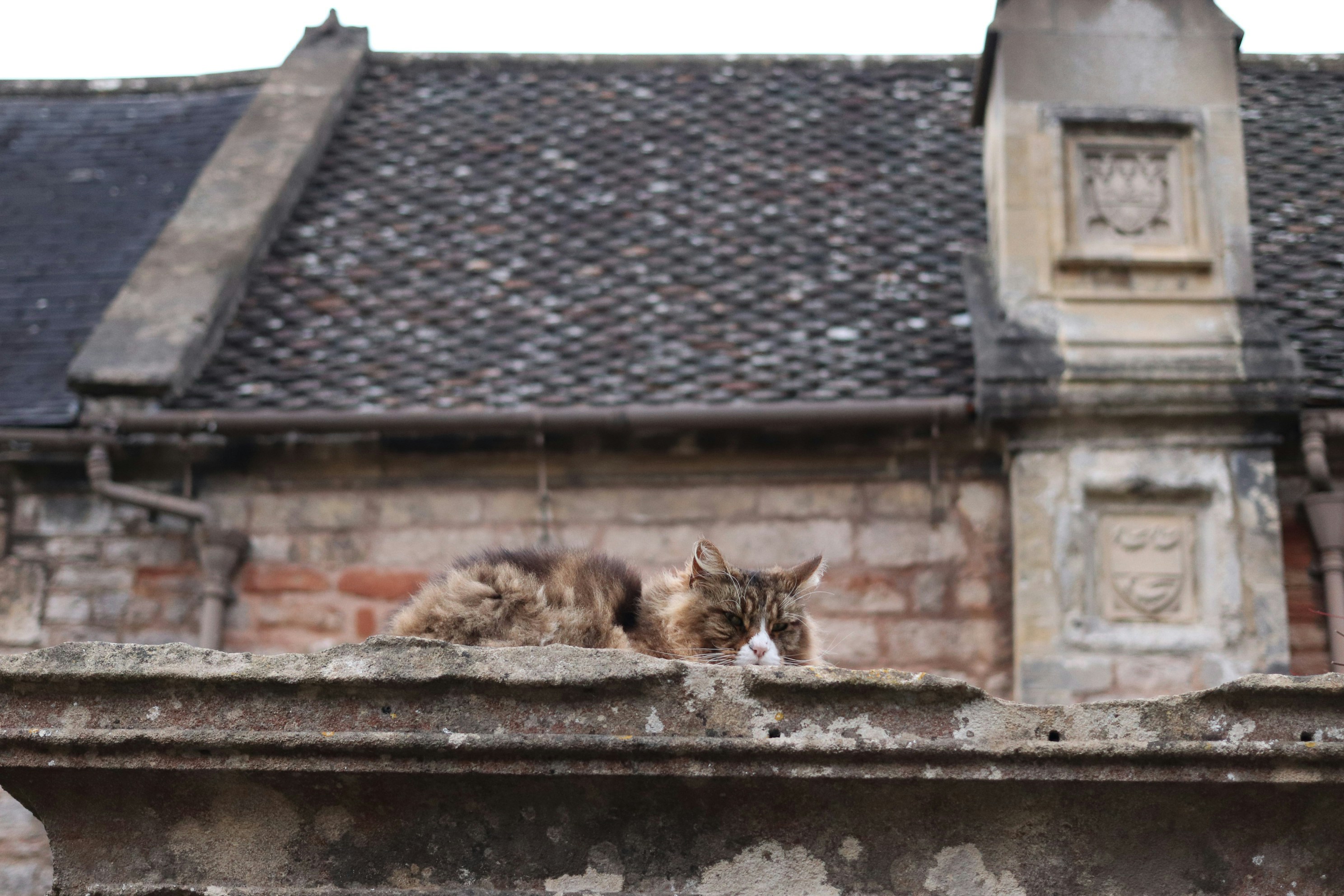Whiskers on the Wall: A Feline's Retreat