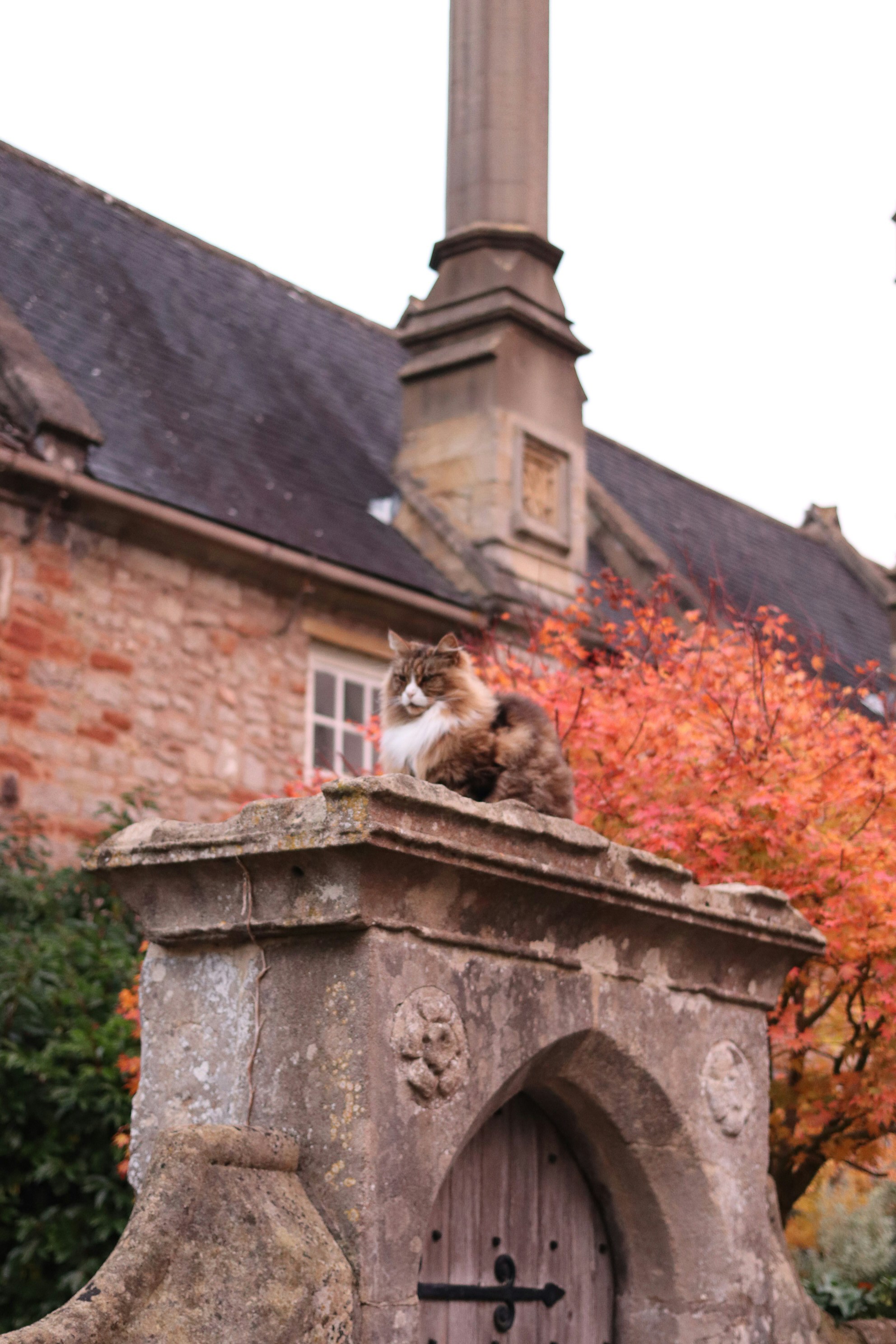 Autumn Vigil on a Stone Pedestal: Cat at the Heart of a Crimson Garden