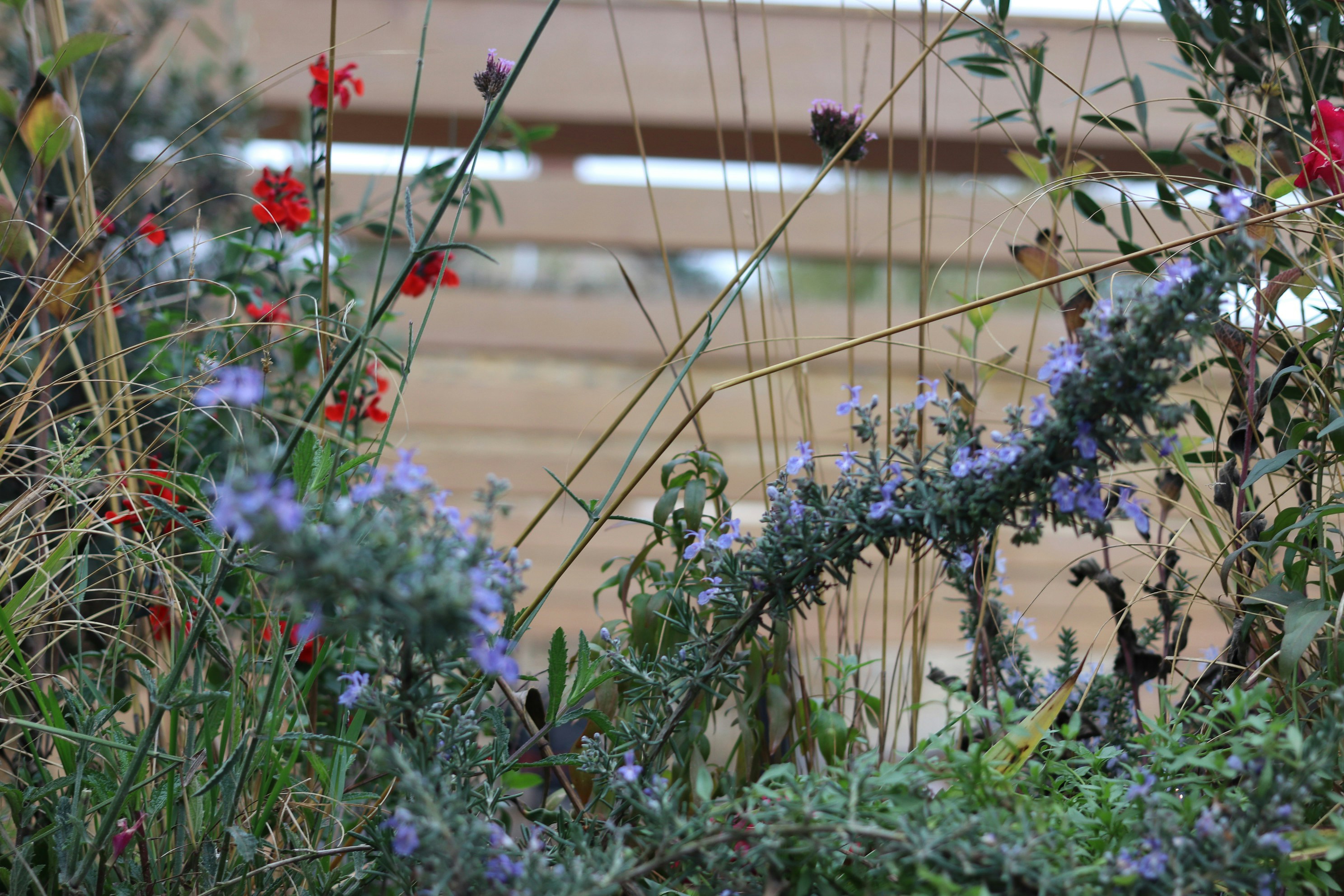 Vibrant wildflowers in varying shades of purple and red intertwine with lush greenery against a wooden backdrop.