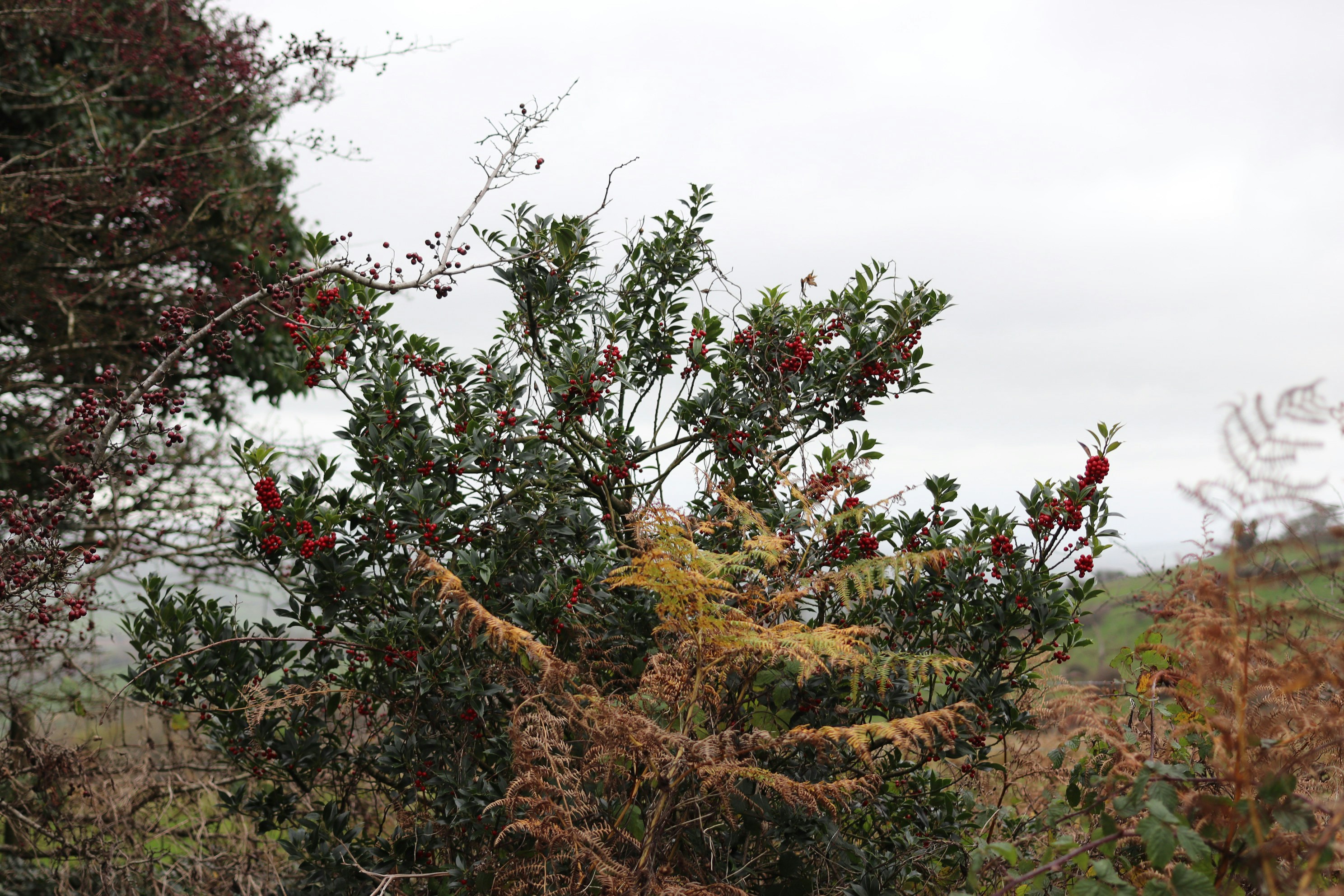 Autumn Scrub with Red Berries under a Misty Sky