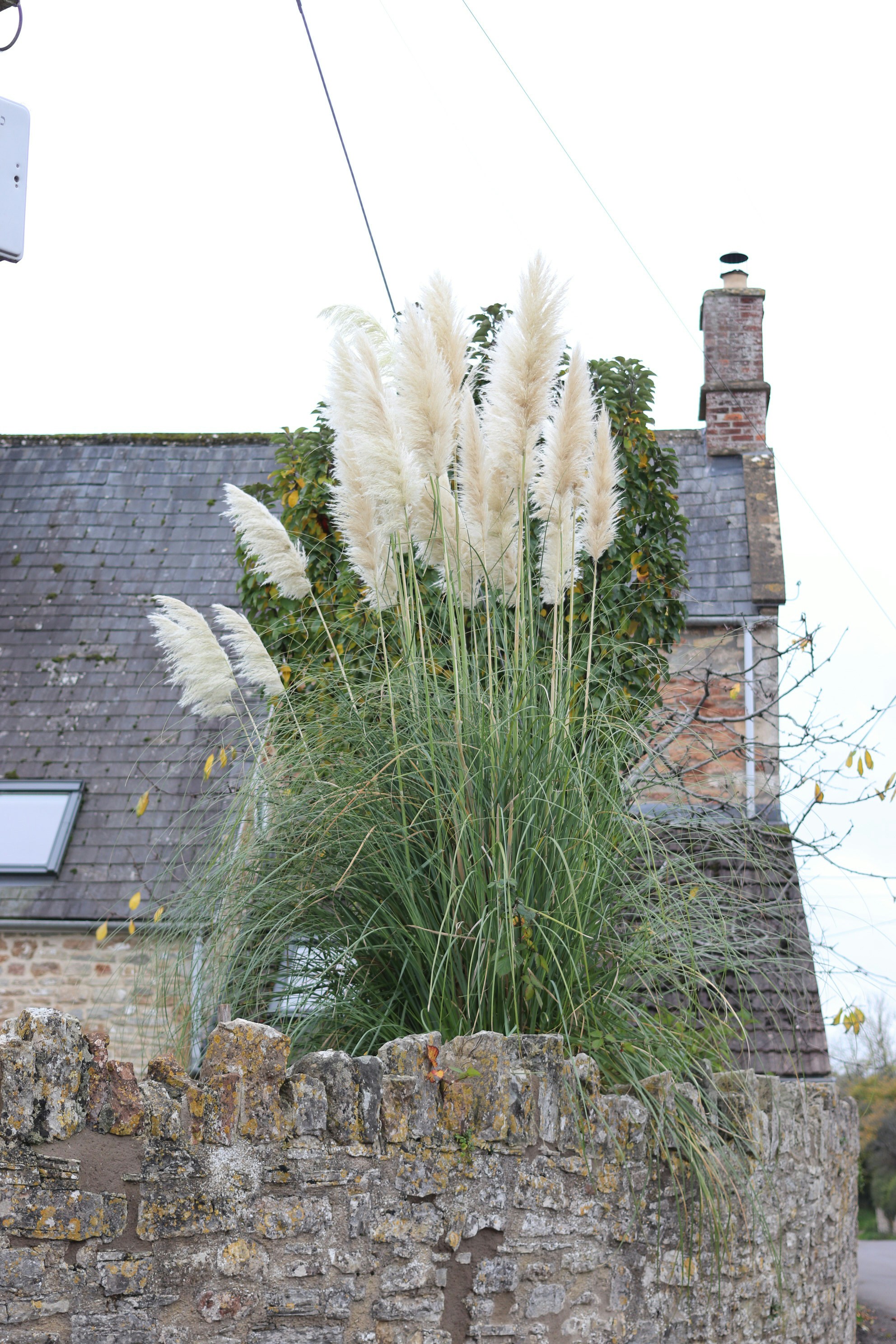 Fluffy Plumes and Weathered Stone: Pampas Grasses Framing a Rustic Wall