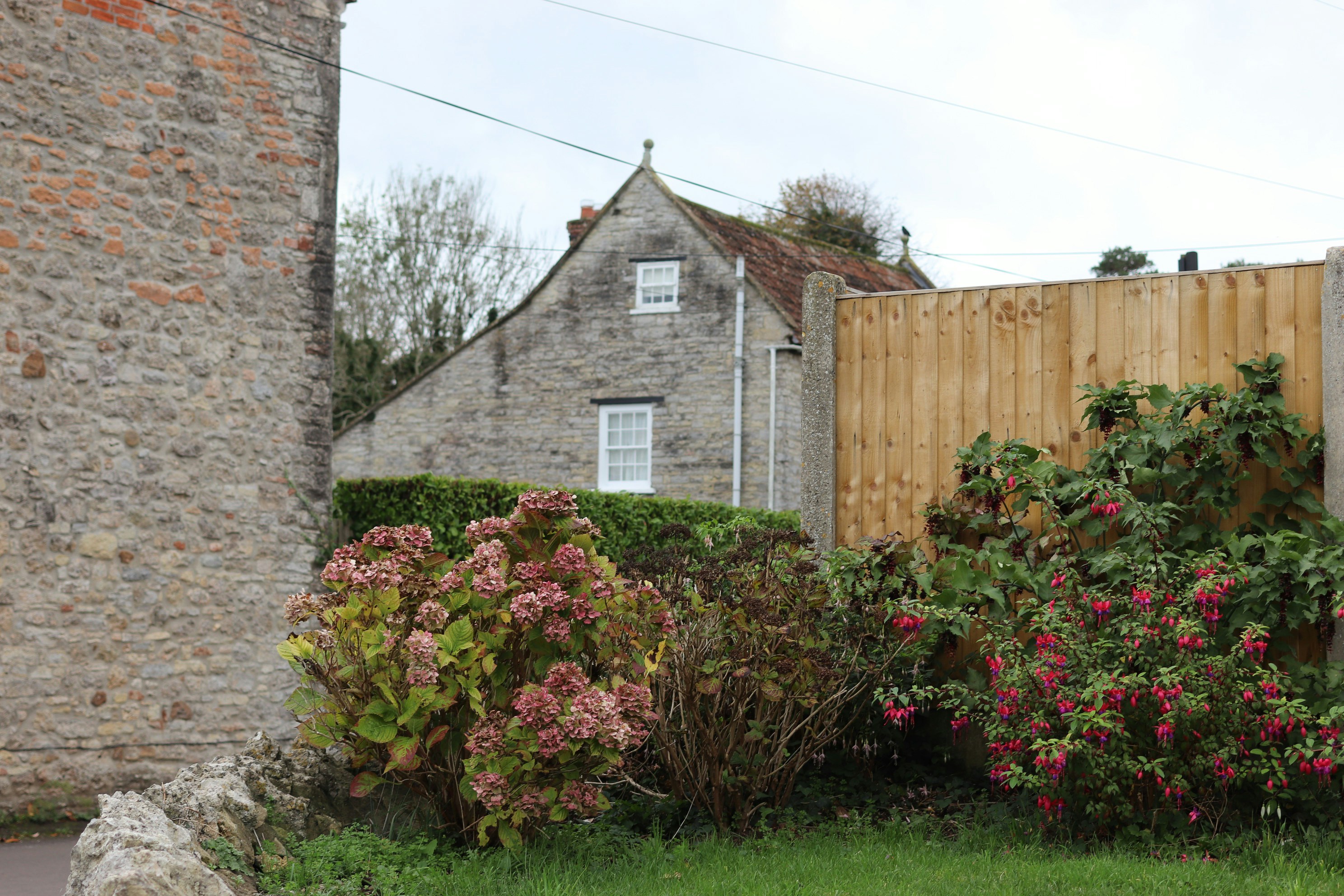 Hydrangea Curtain Framed by Stone Wall and Wooden Fence