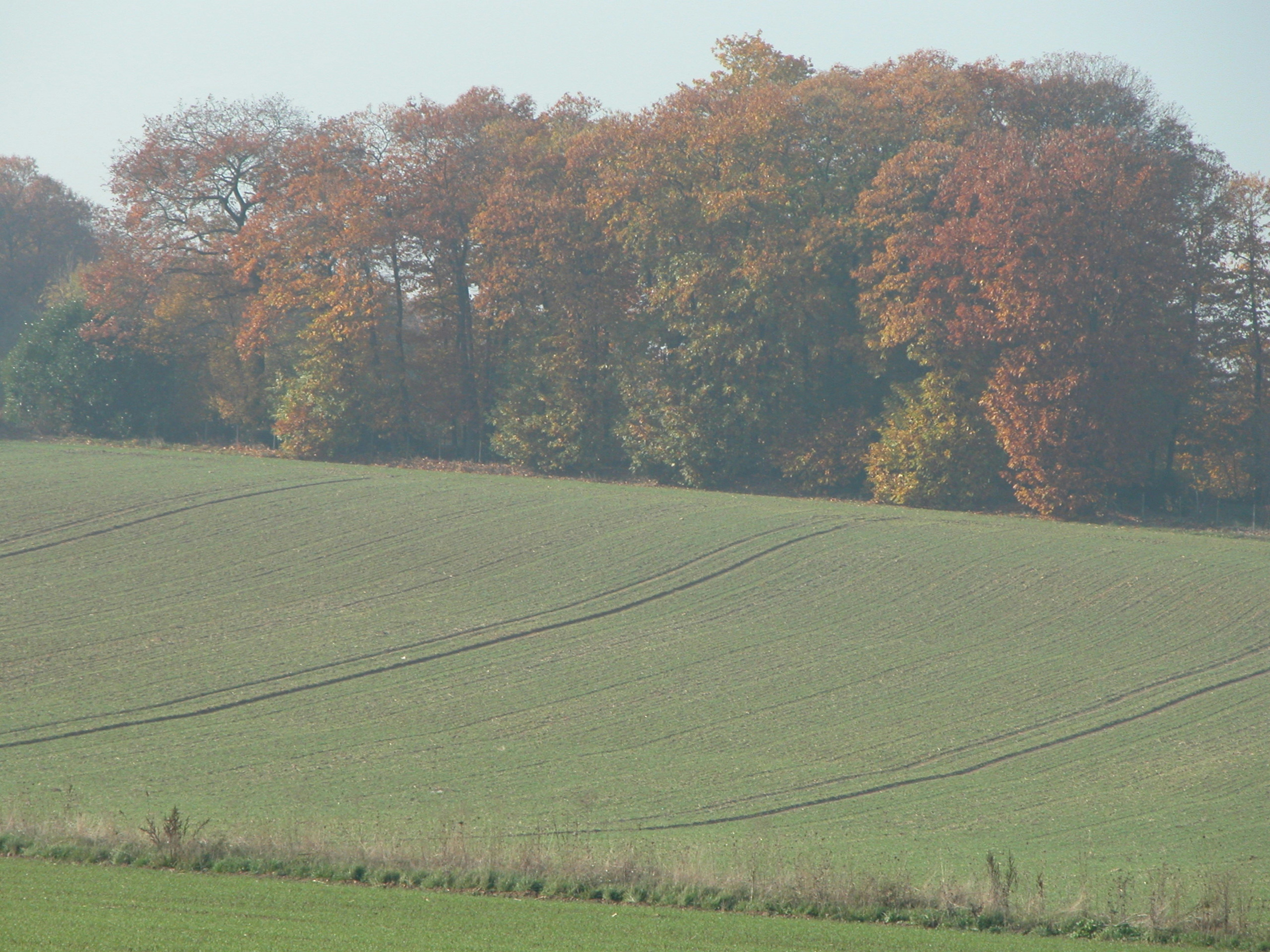 Vibrant autumn foliage crowns a gentle hillside, with tire tracks weaving through the green expanse below.