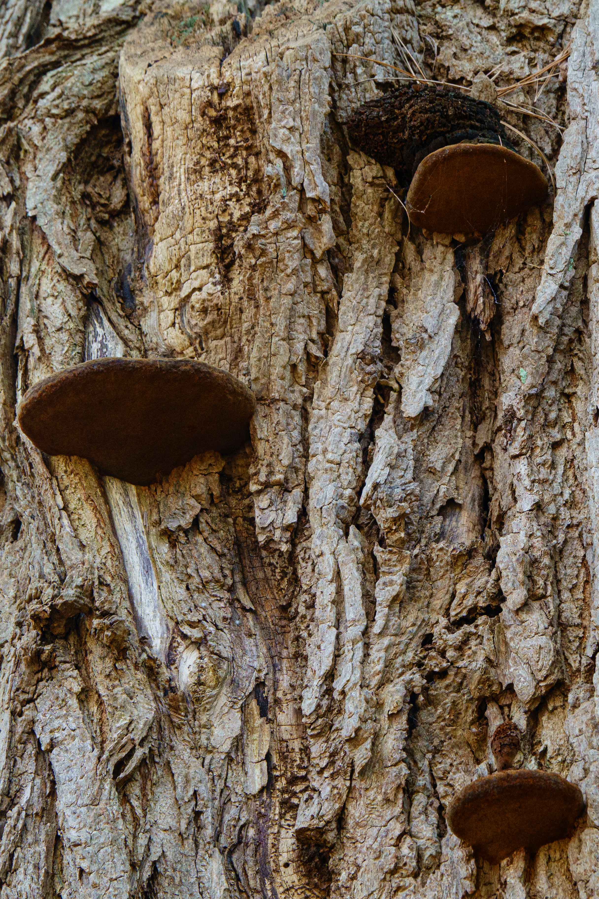 Nature's Textured Canvas: The Art of Decay