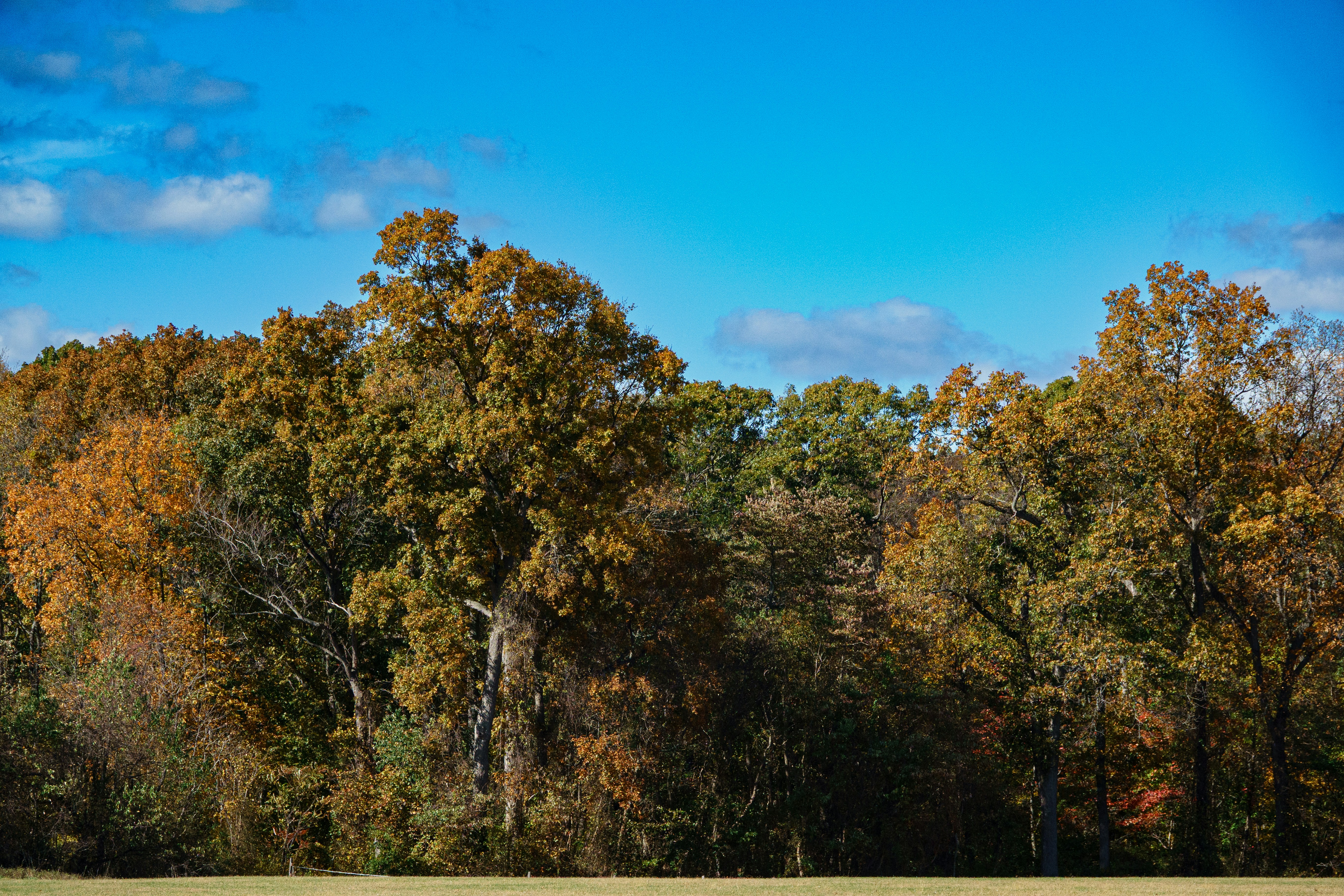 Autumn's Embrace: A Tapestry of Color