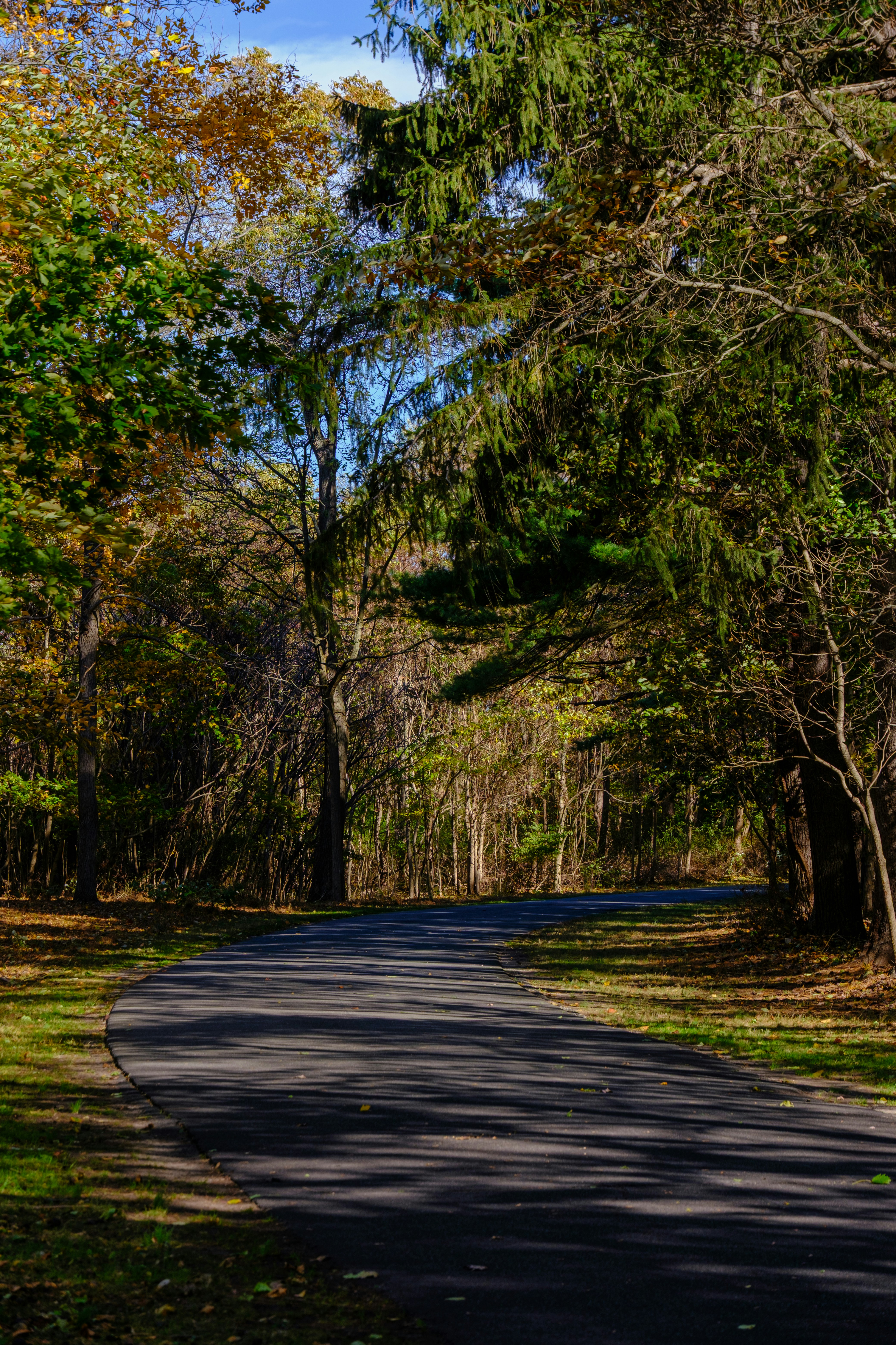 Winding Path Through Autumn's Embrace