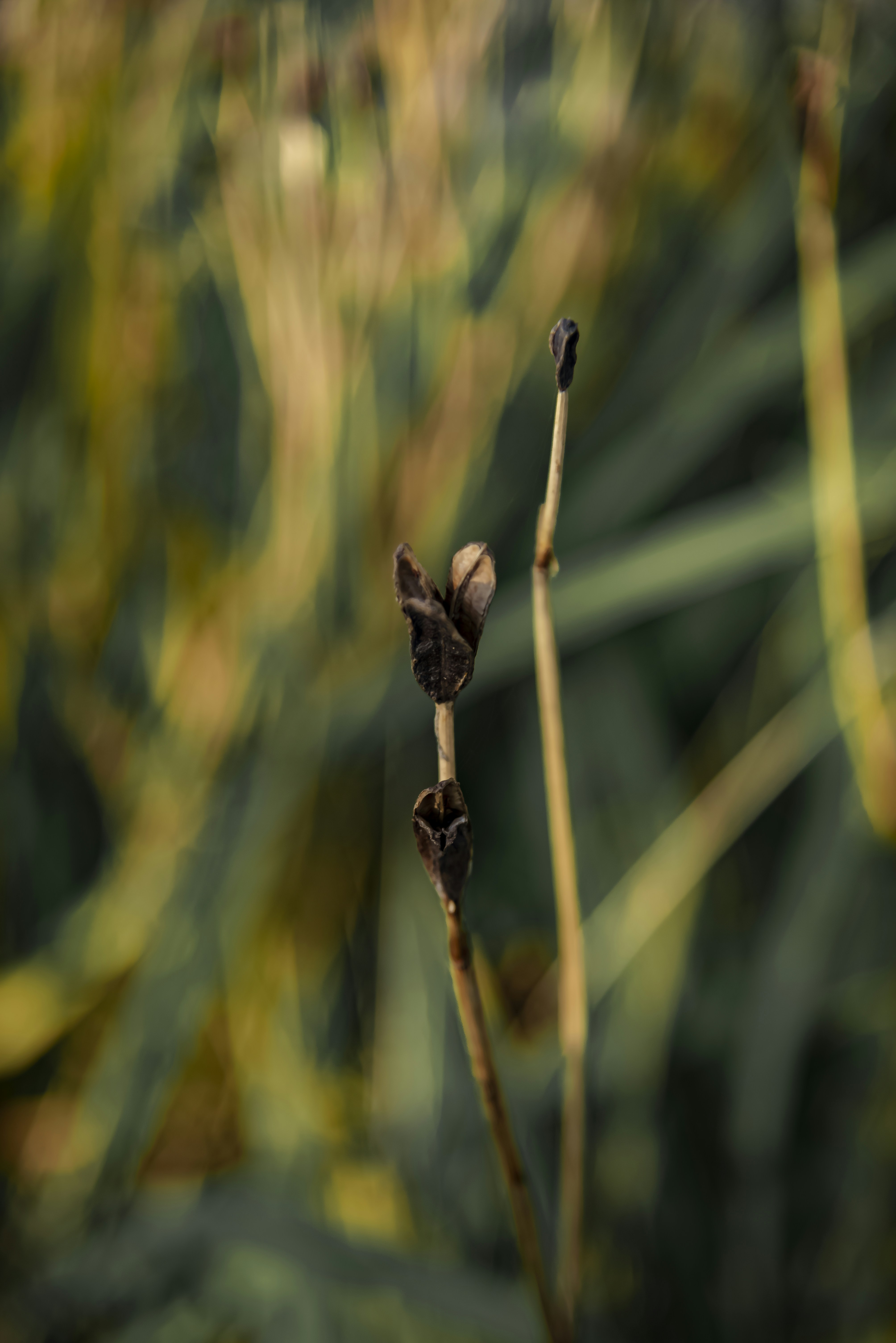 Lone Seed Pod in a Sea of Green: a Close-Up Study in Quiet Focus