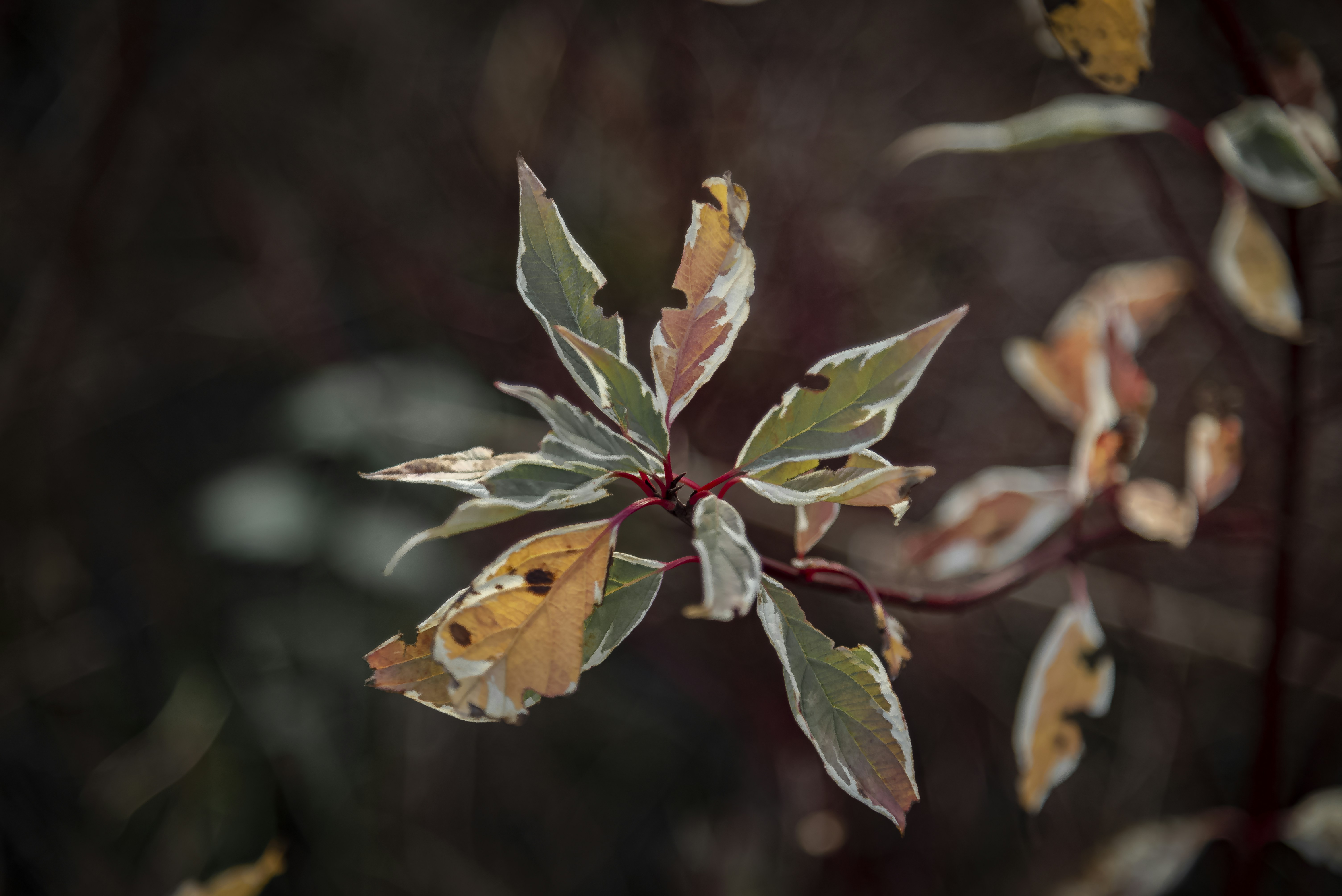 Crimson-tipped Leaves in Velvet Bokeh