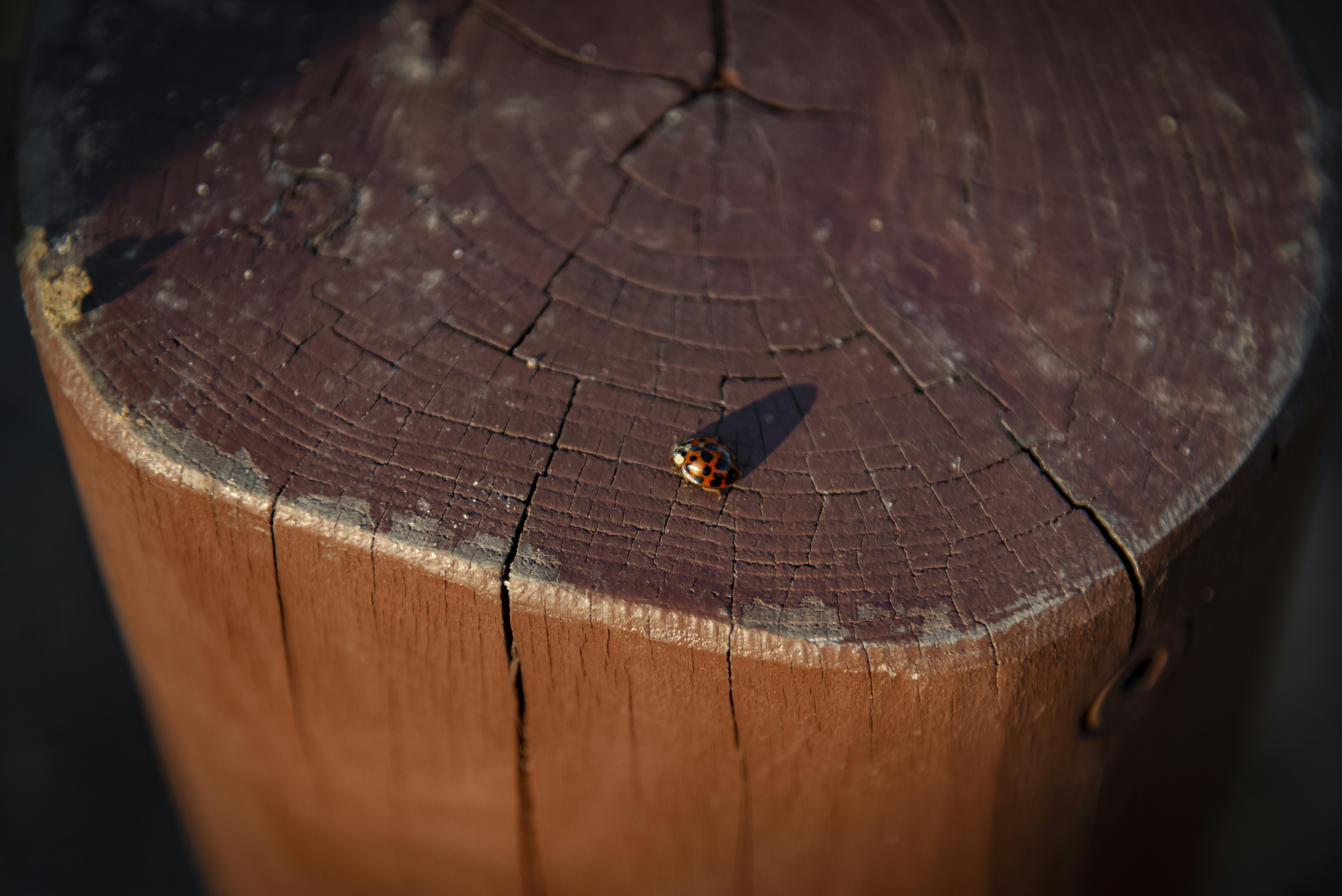 A Ladybug's Resting Place on Weathered Timber