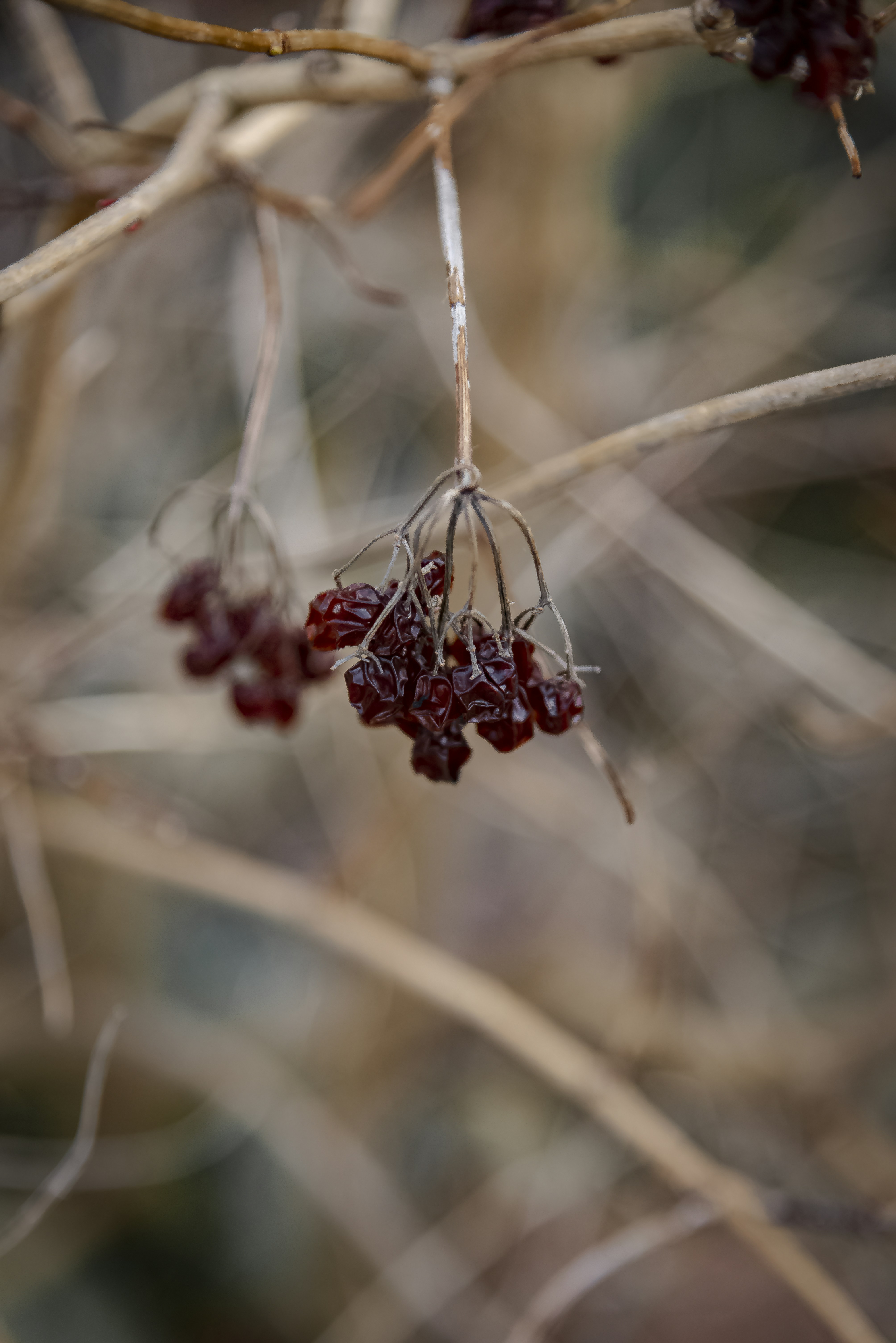 Crimson Dried Berries in a Frost-Hushed Thicket
