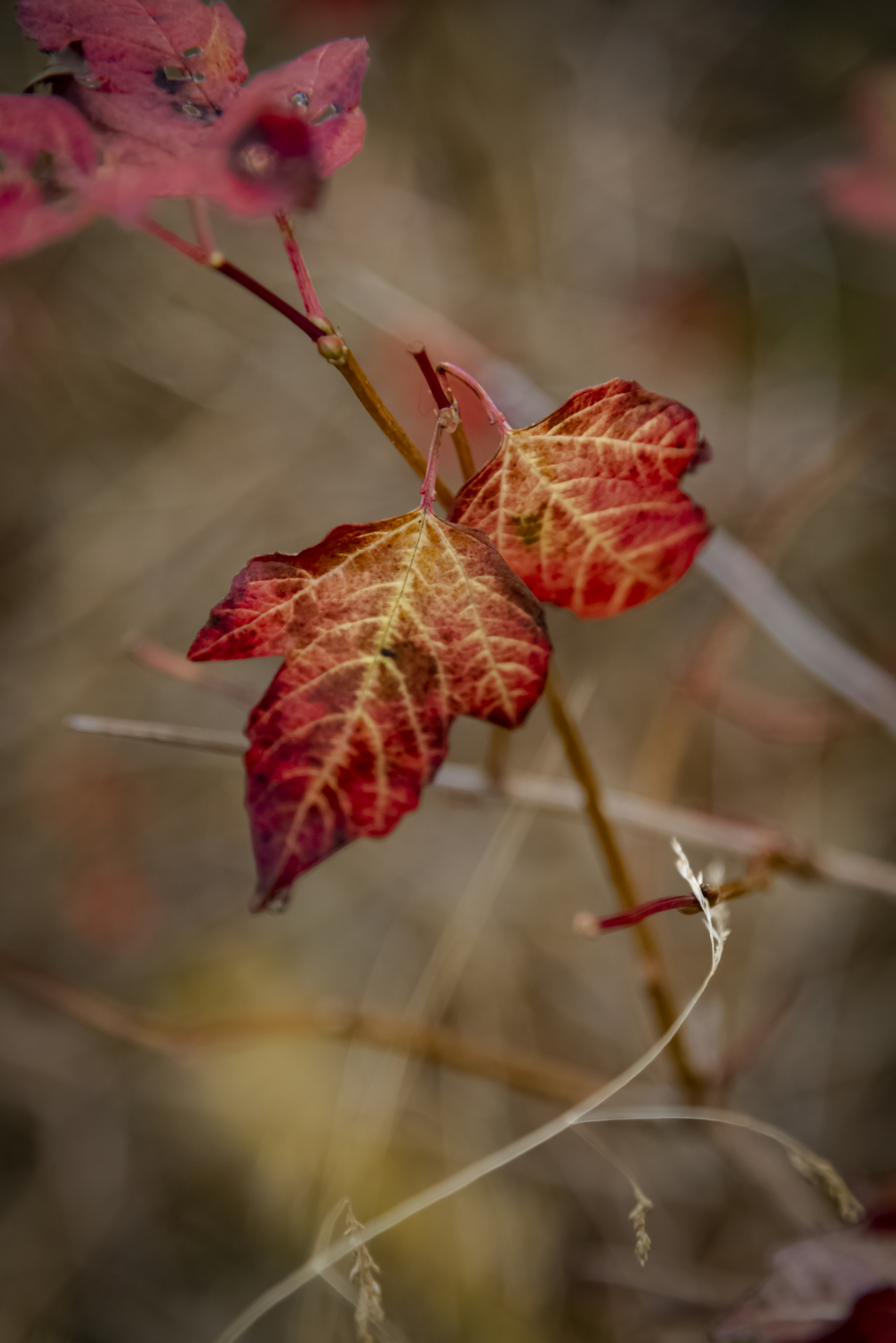 Crimson Veins in Velvet Focus: An Autumn Leaf Portrait