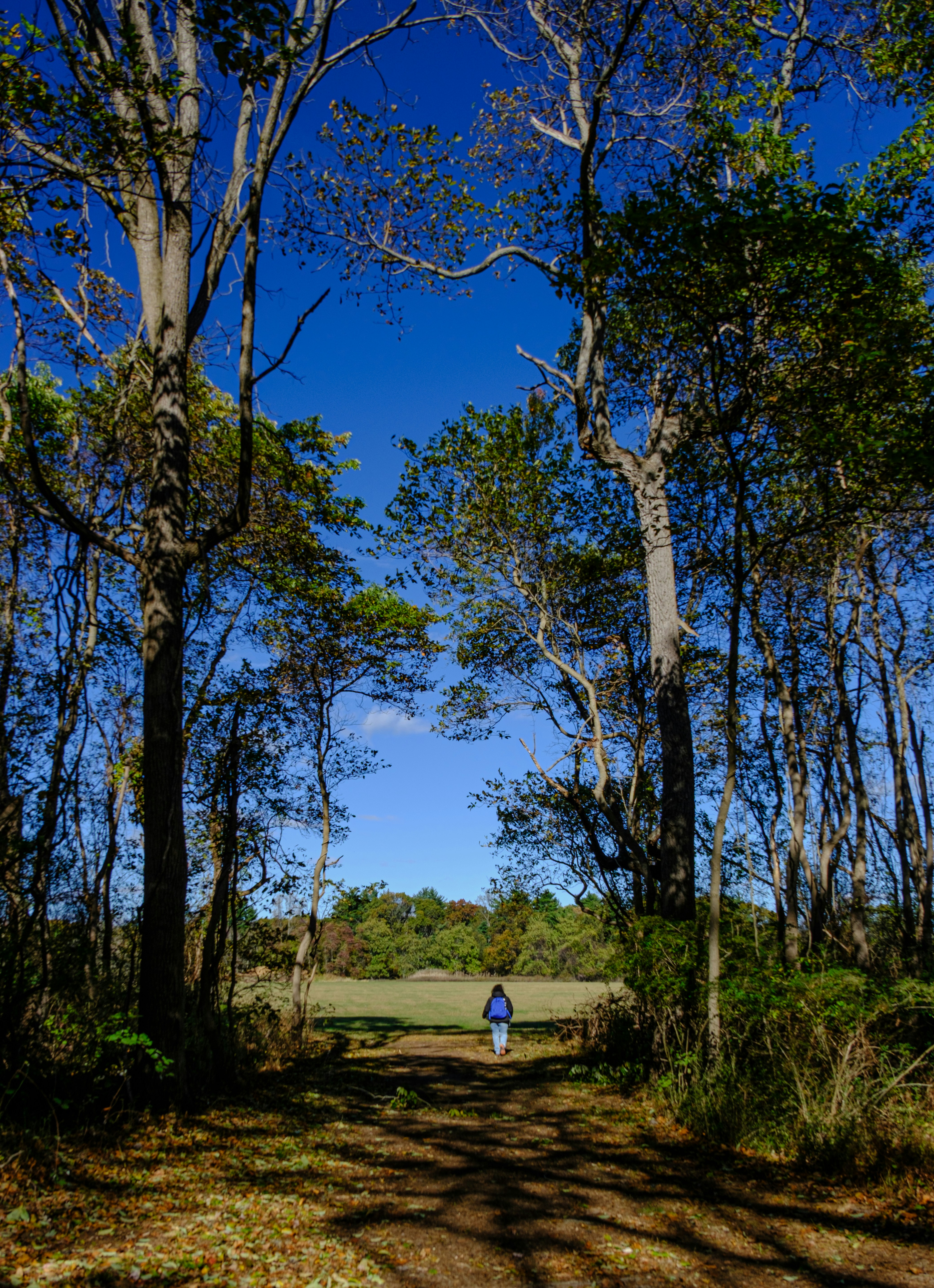 Arched Corridor of Pines: A lone wanderer on a sunlit forest path