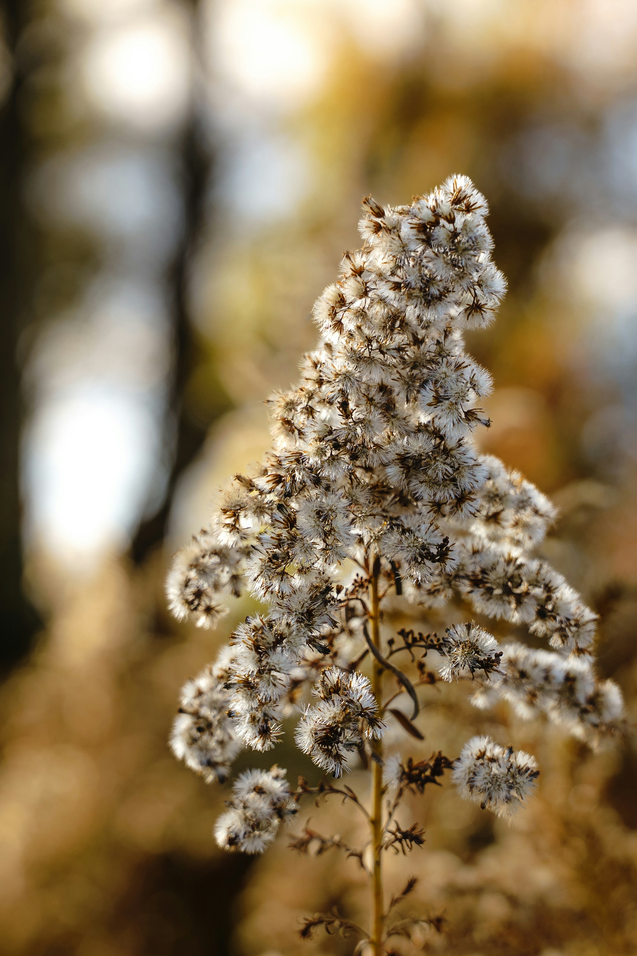 Seeds of the goldenrod in their puffy glory as autumn proceeds.