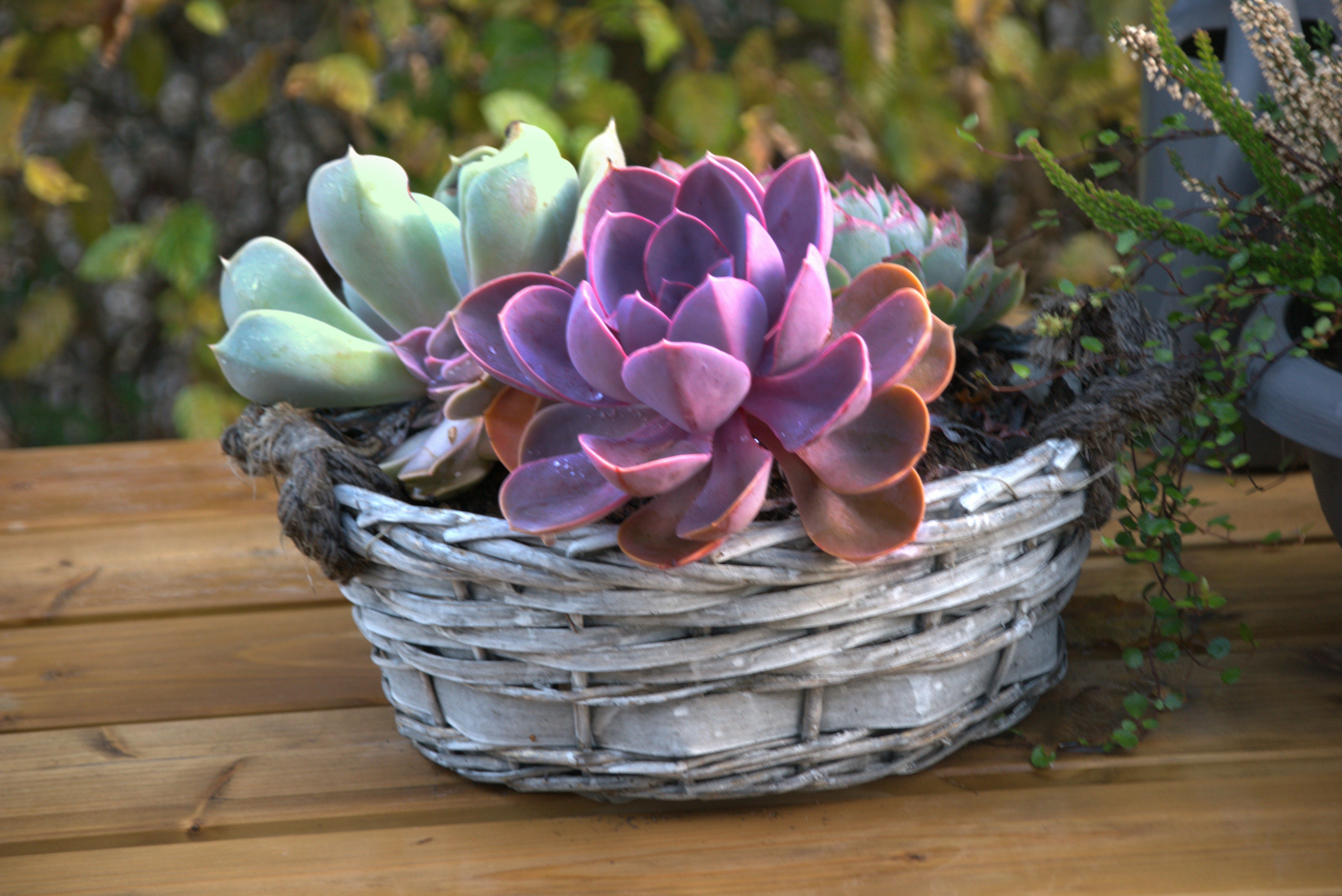 Succulent Harmony: A Basket of Colorful Resilience