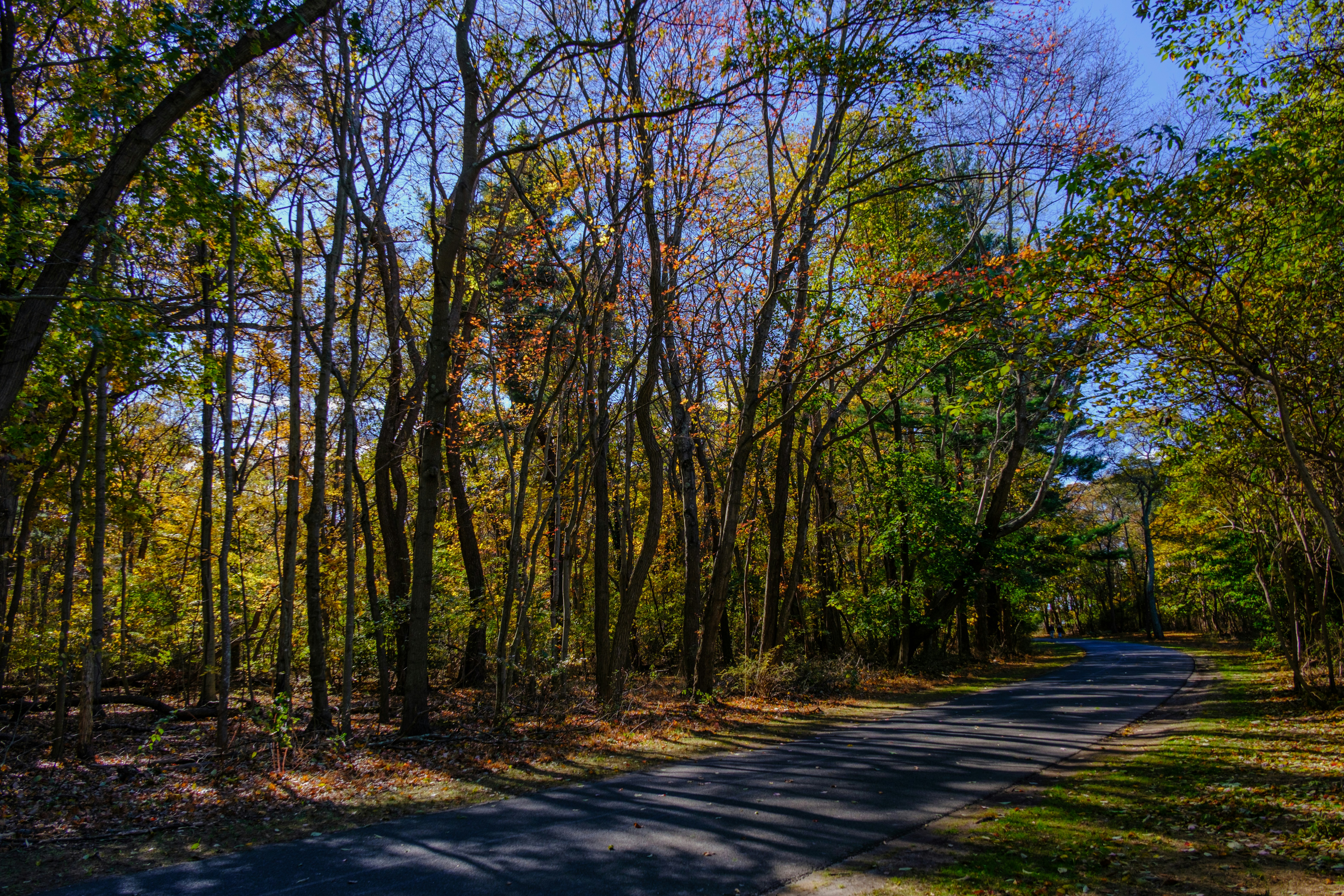 Whispers of Autumn: A Serene Pathway Through the Woods