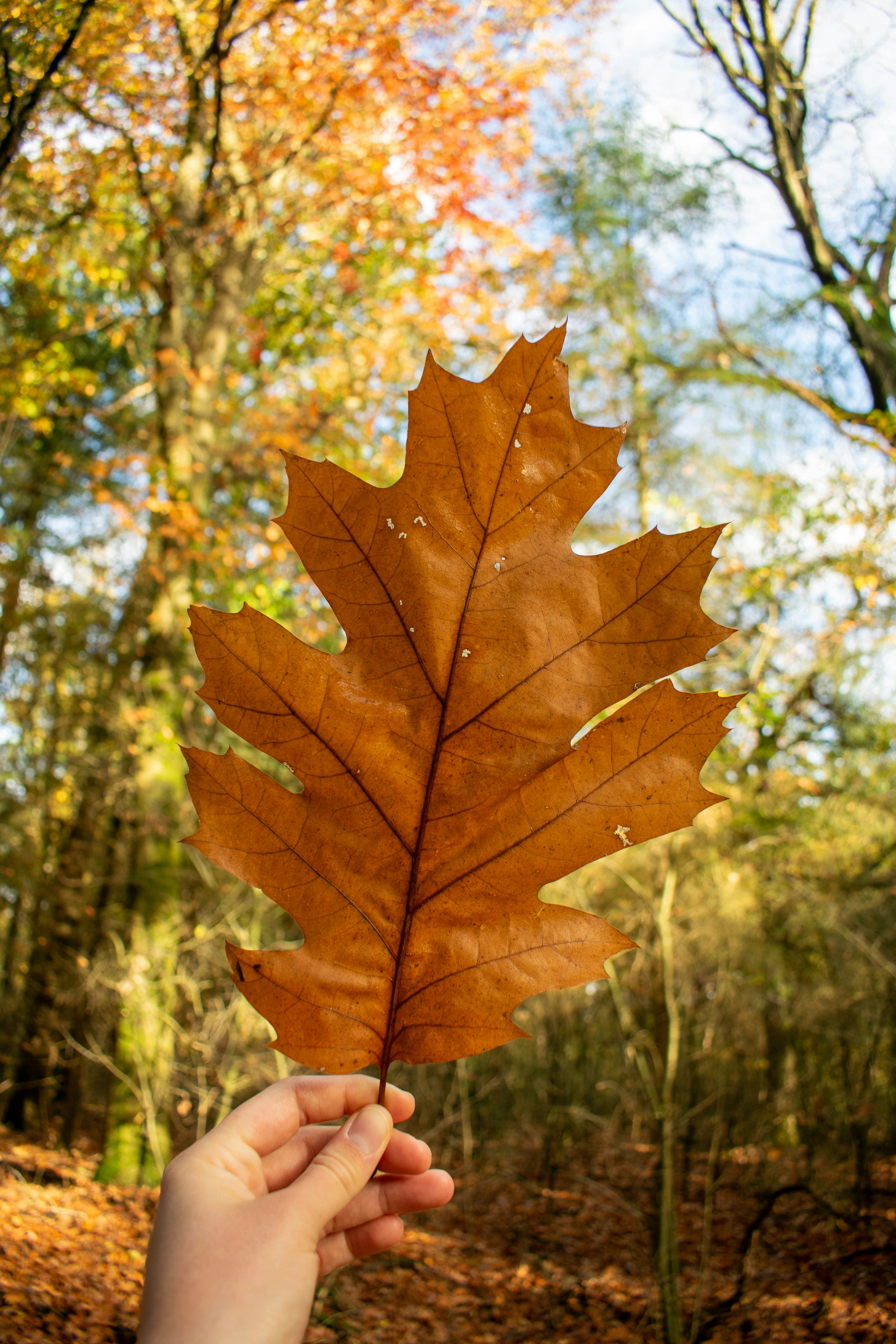 Autumn's Emblem: A Leaf's Journey