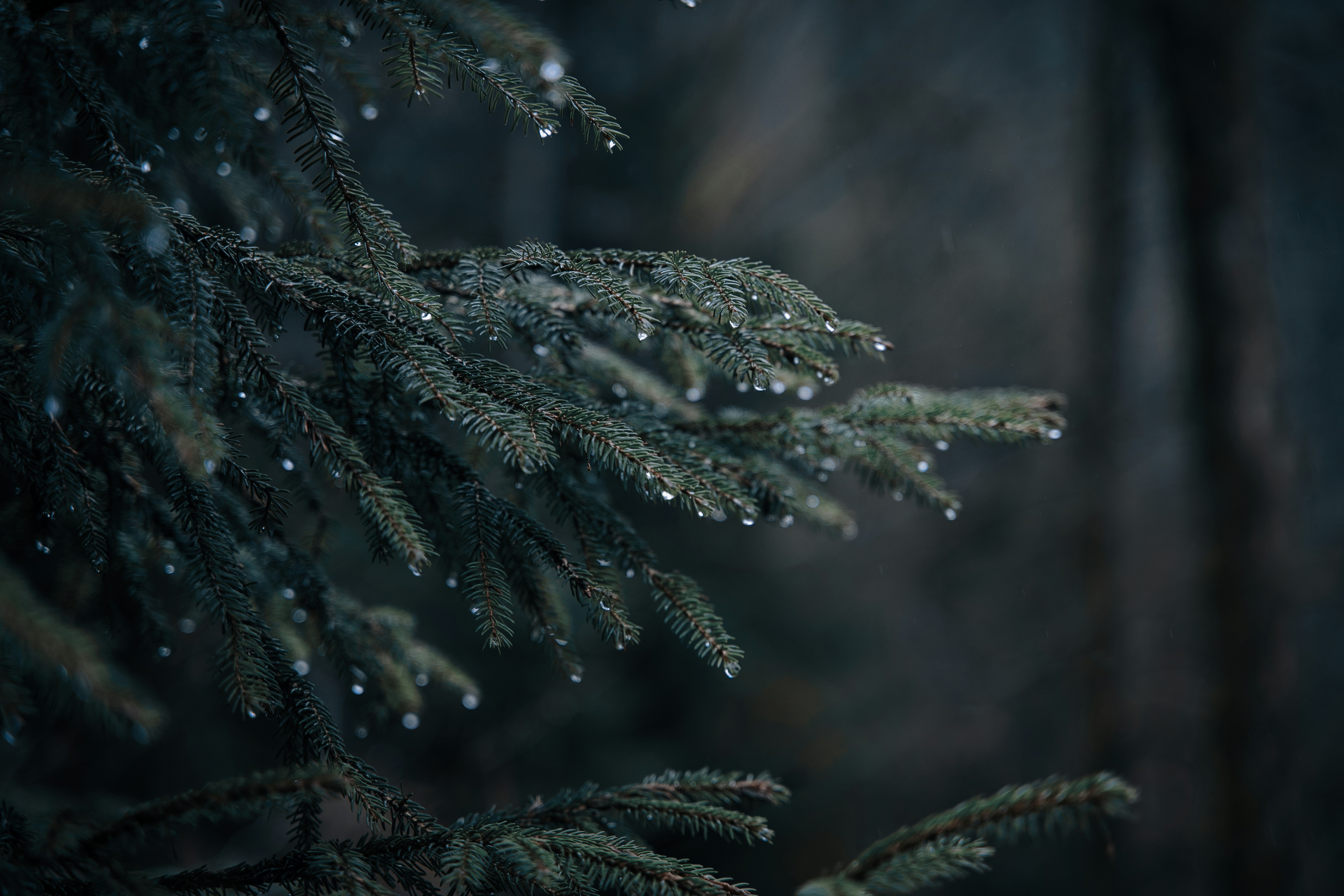 Close-up of evergreen branches adorned with glistening raindrops, set against a blurred woodland backdrop. The image evokes a tranquil, moody atmosphere.