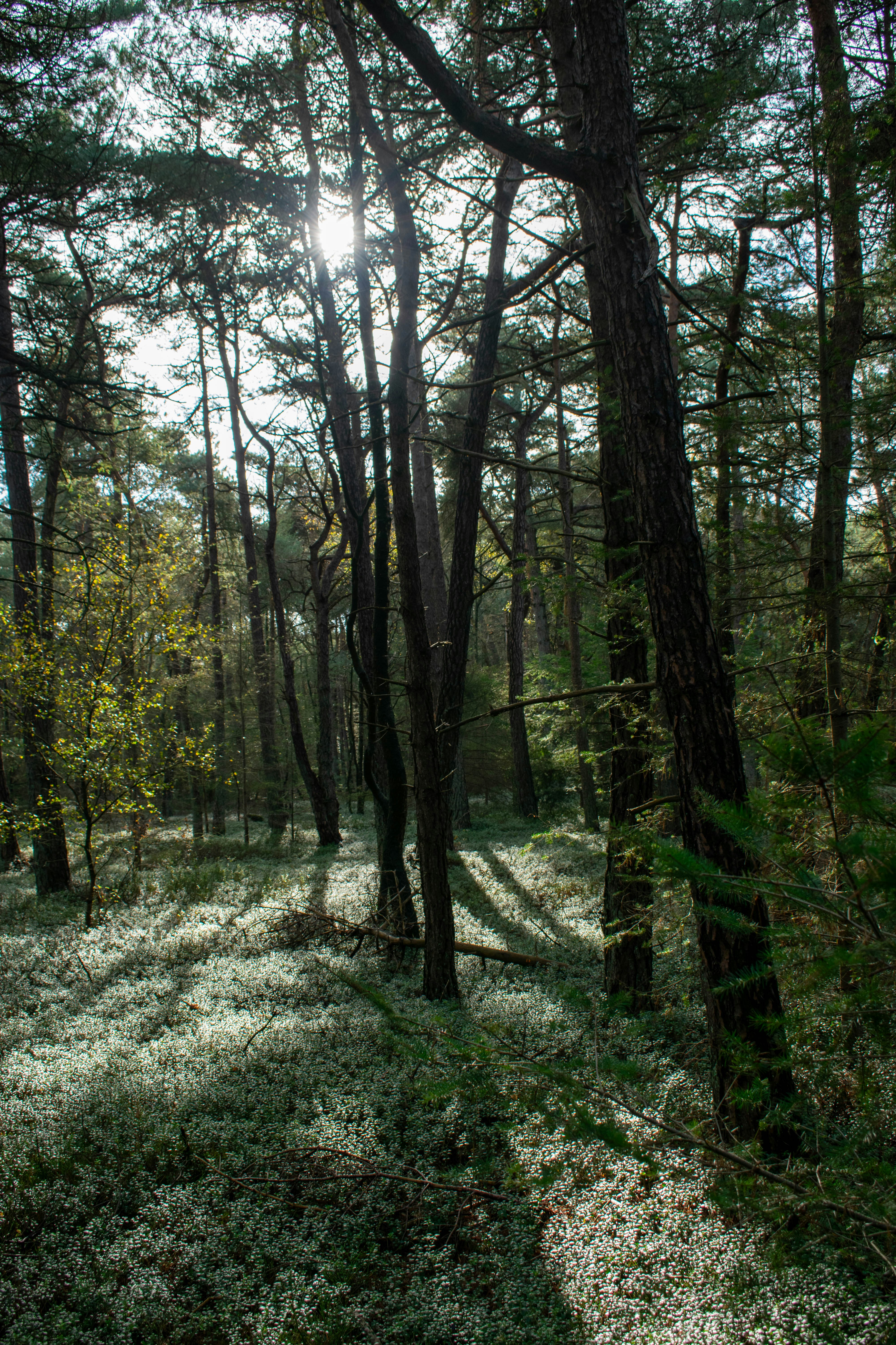 Whispers of Light in the Forest