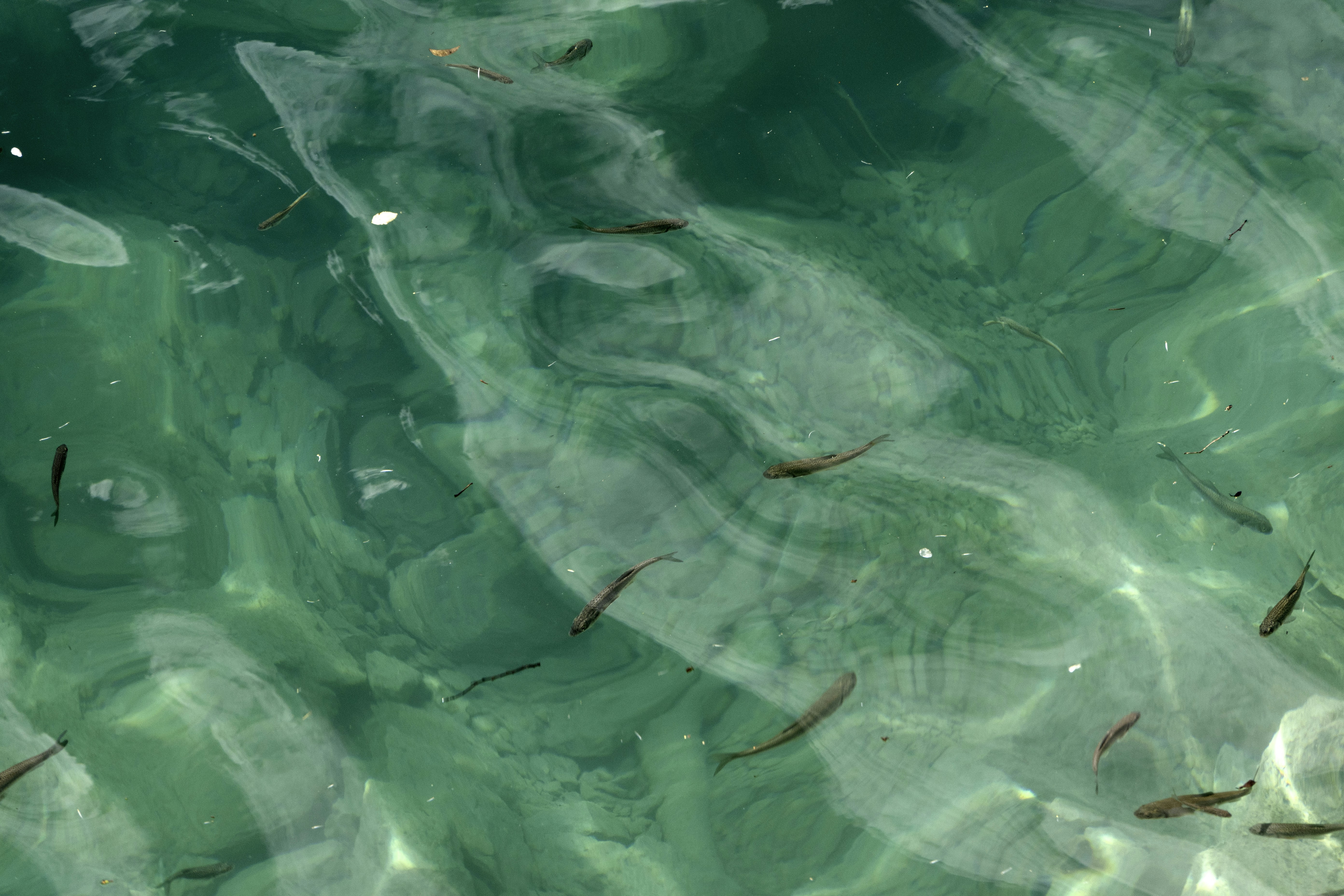 School of emerald-green ripples: tiny fish glide through sunlit turquoise currents