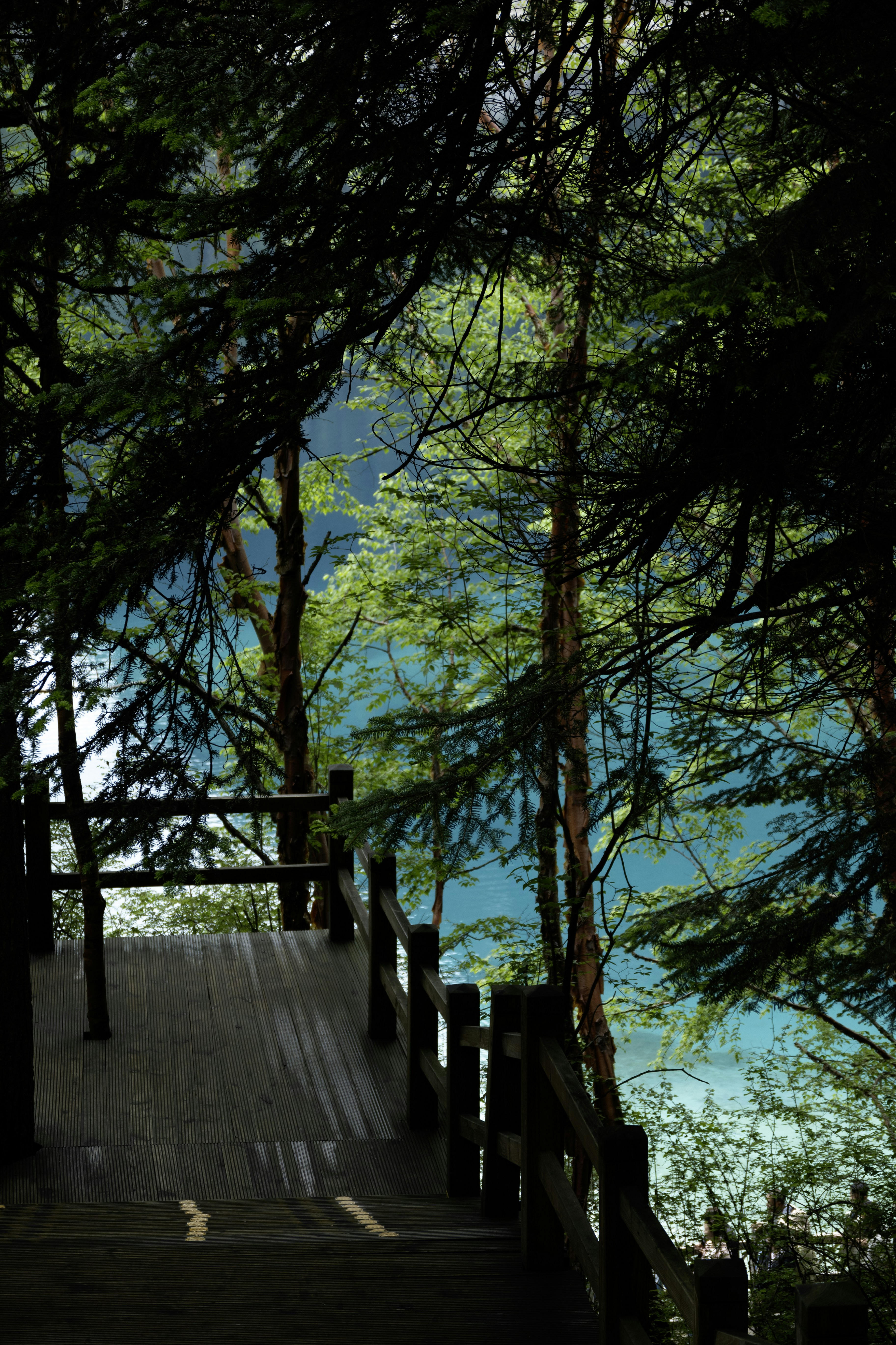 Whispers of the Forest Path