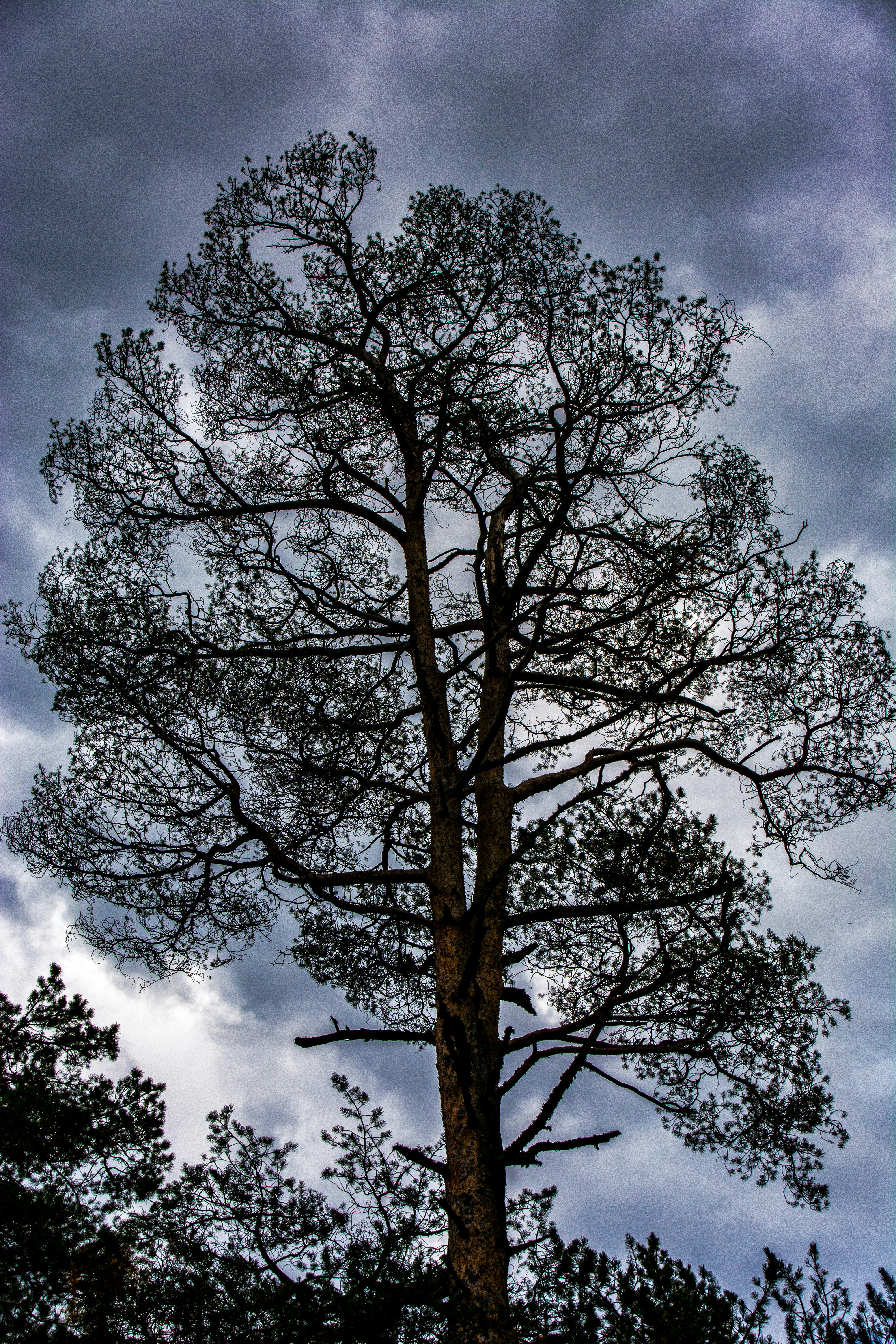 A towering tree stands silhouetted against a dramatic, cloudy backdrop, showcasing its intricate branches and leaves.