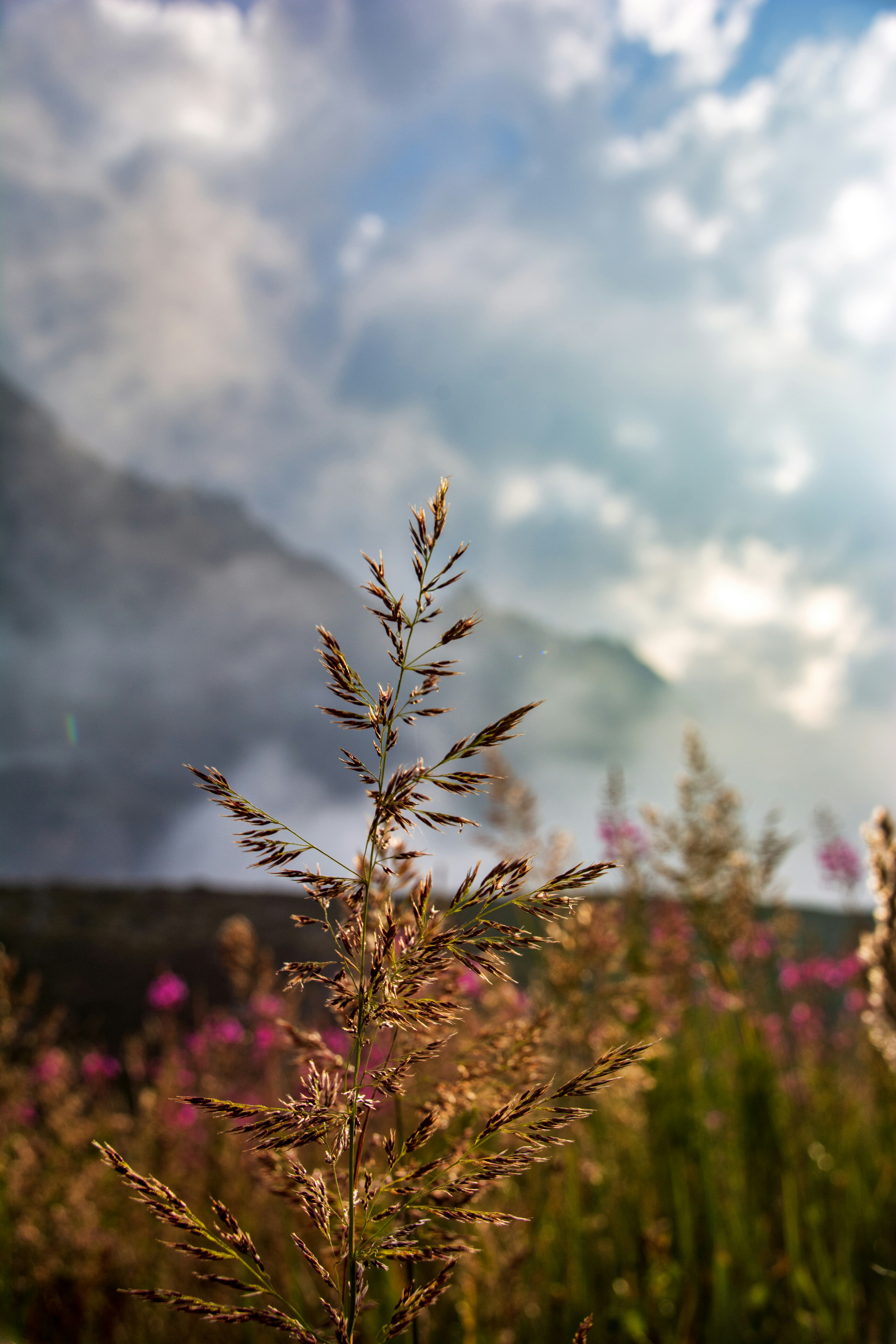 Alpine Grass in Focus: A Spear of Light in the Morning Mist