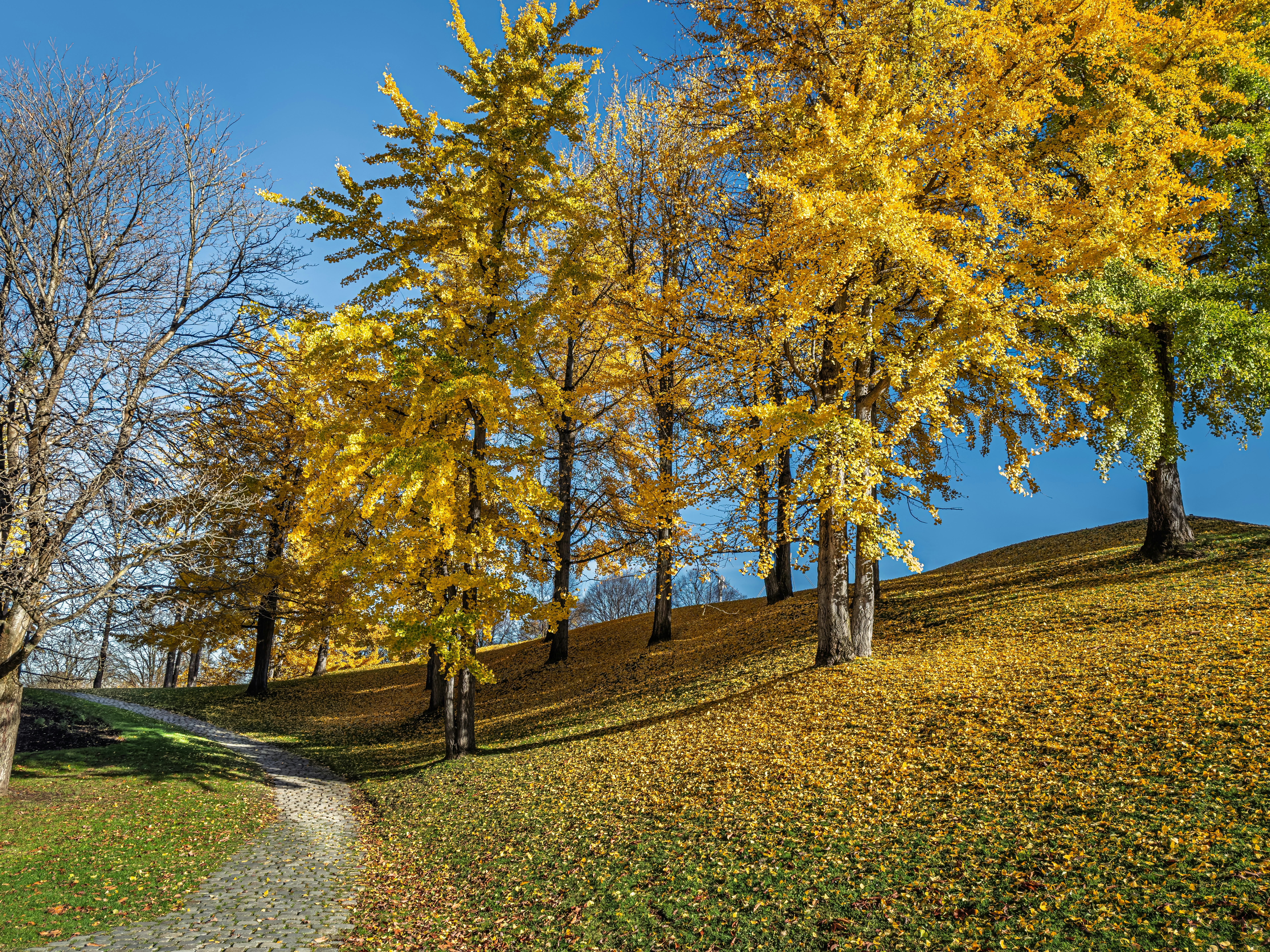 Vibrant yellow trees blanket a hillside, with a winding path cutting through a carpet of fallen leaves under a clear blue sky.