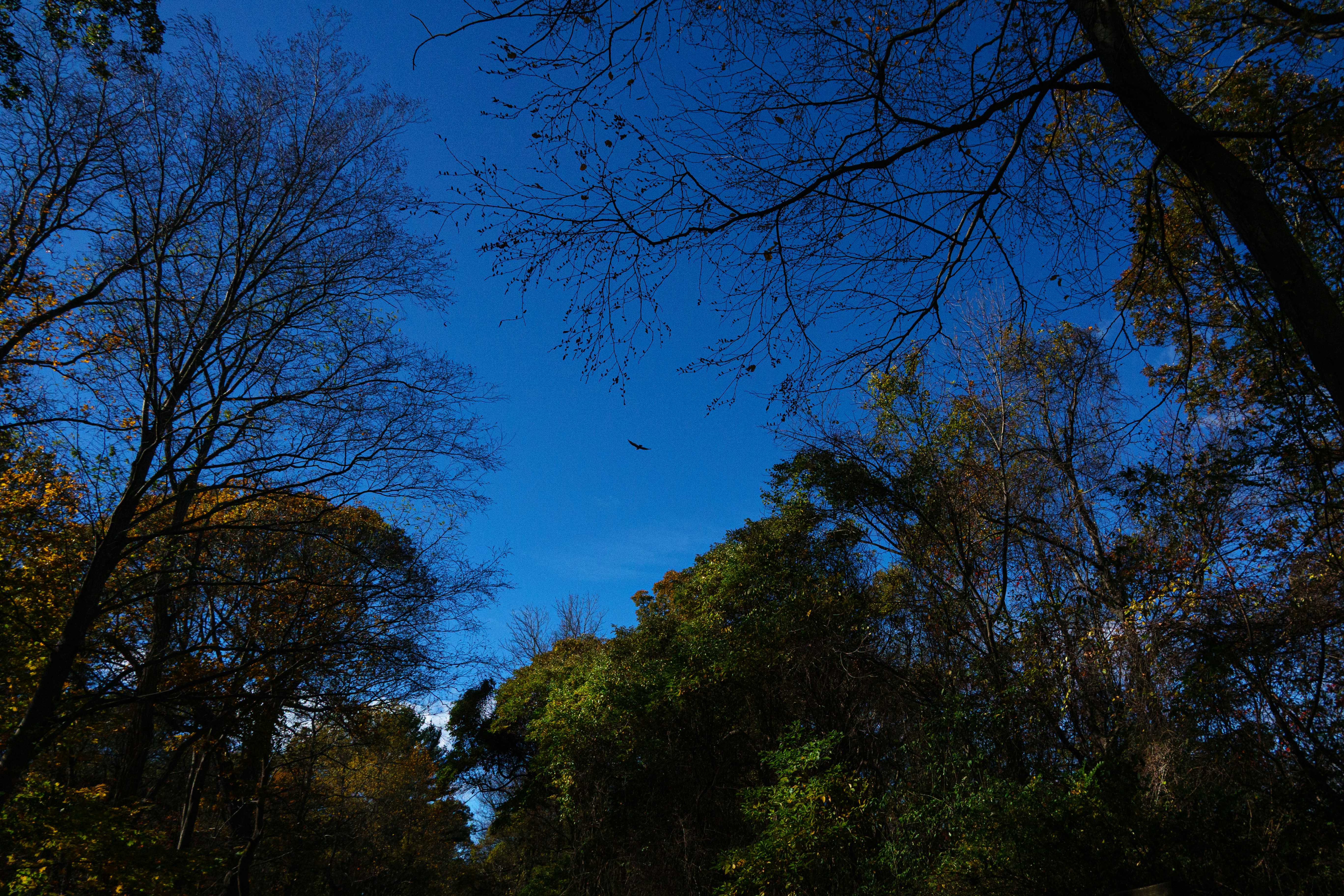 Bird in a Crisp Blue Sky Above Autumn Canopy