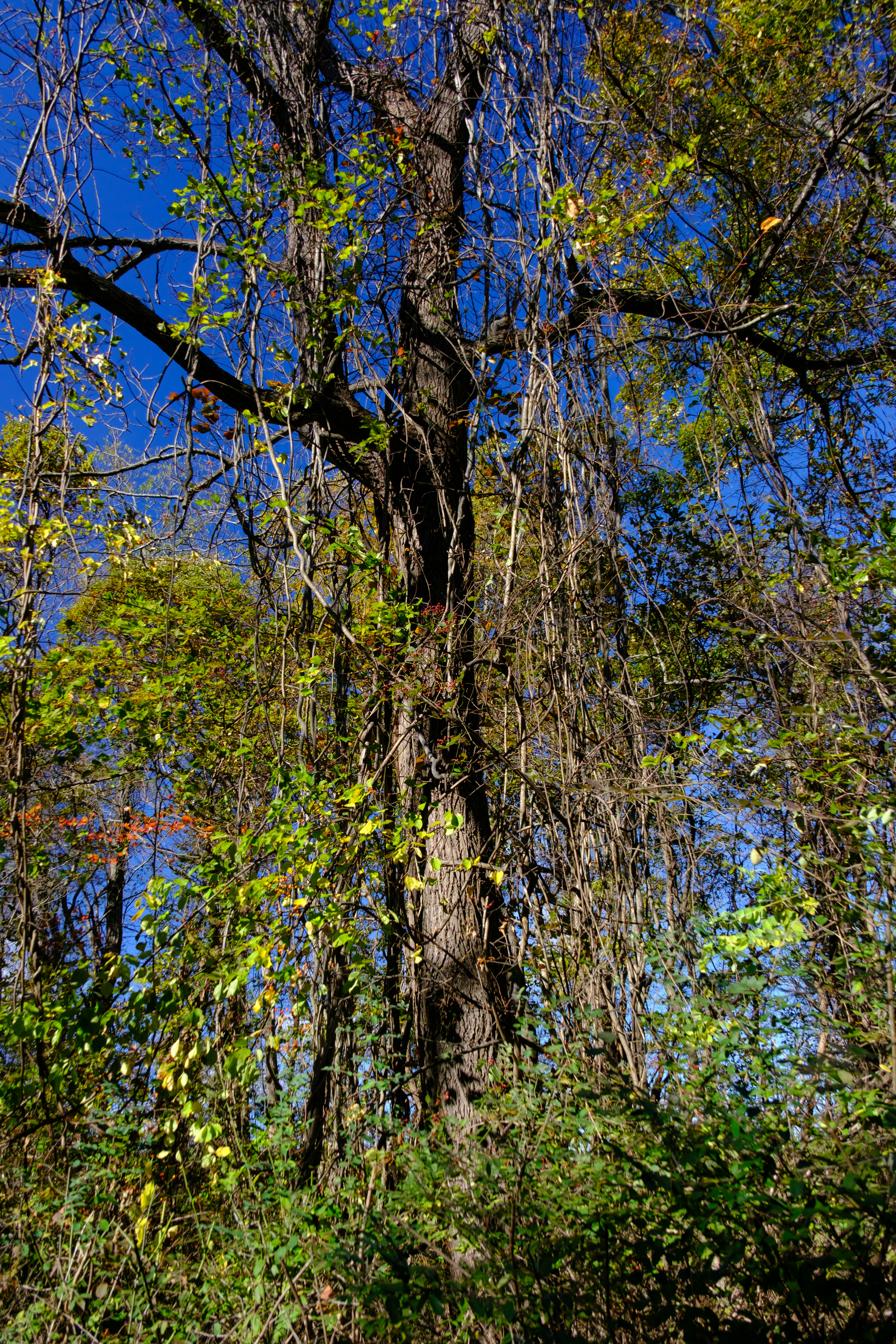 Photo by MICHAEL CHIARA with Fujifilm X-H2S