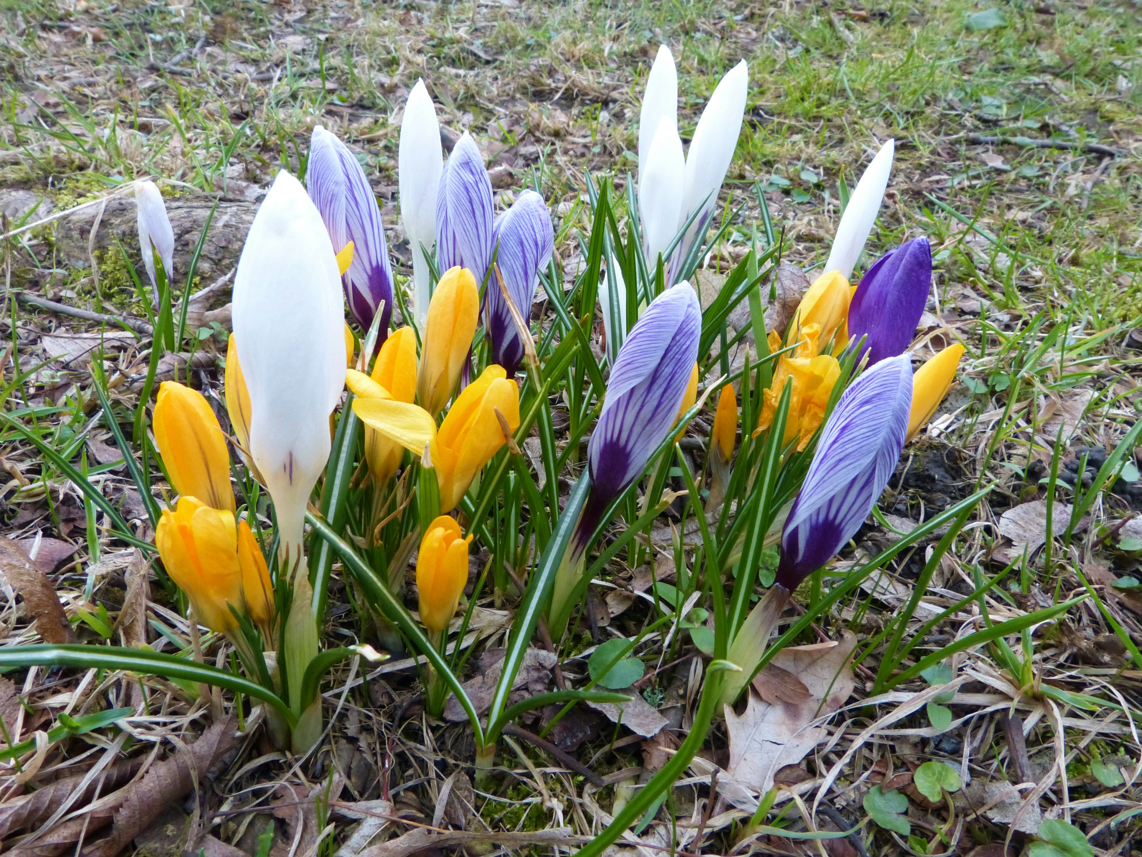 Krokusse im Frühling...