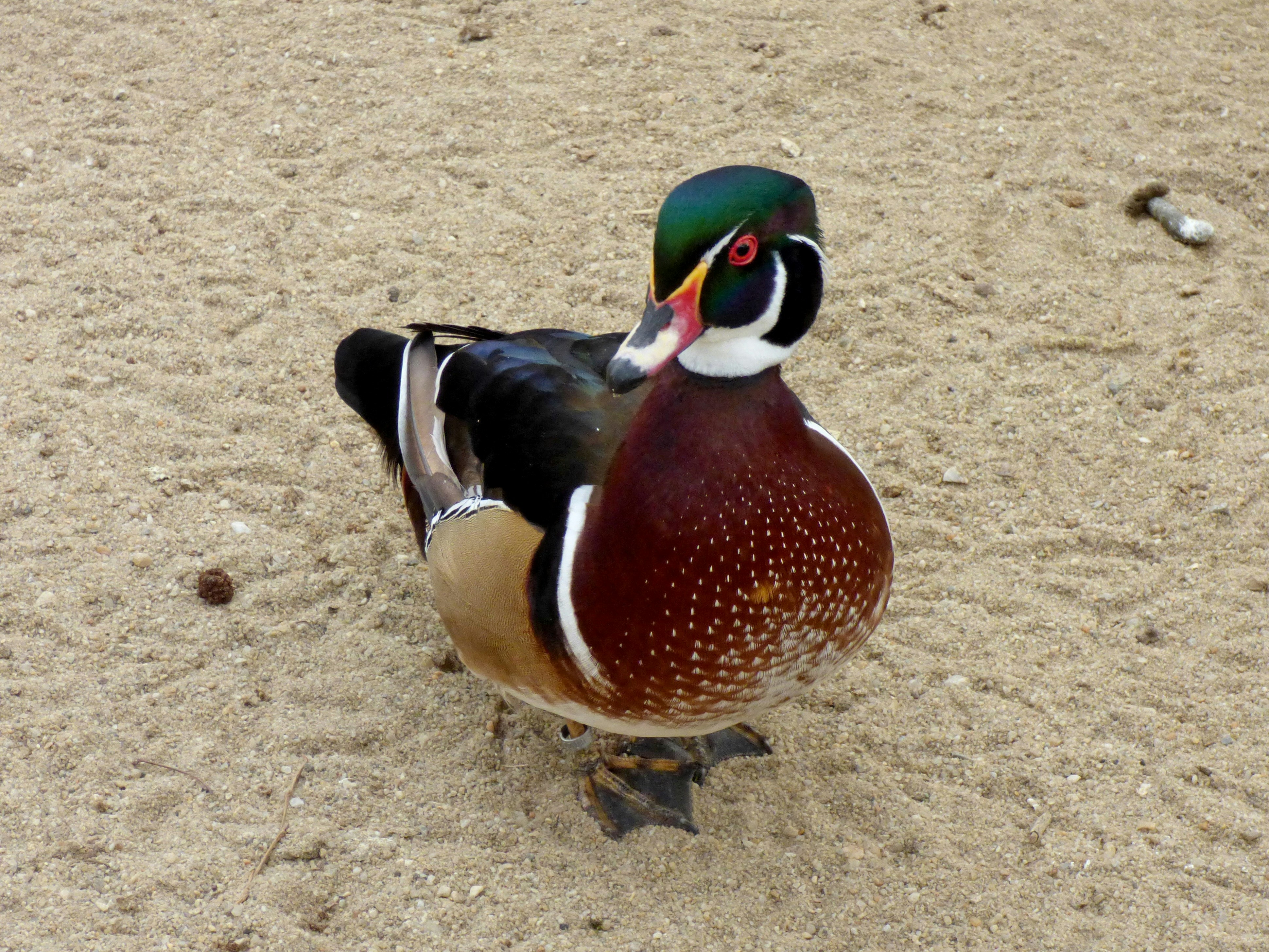 A vibrant wood duck stands gracefully on sandy ground, showcasing its striking plumage and unique coloration.