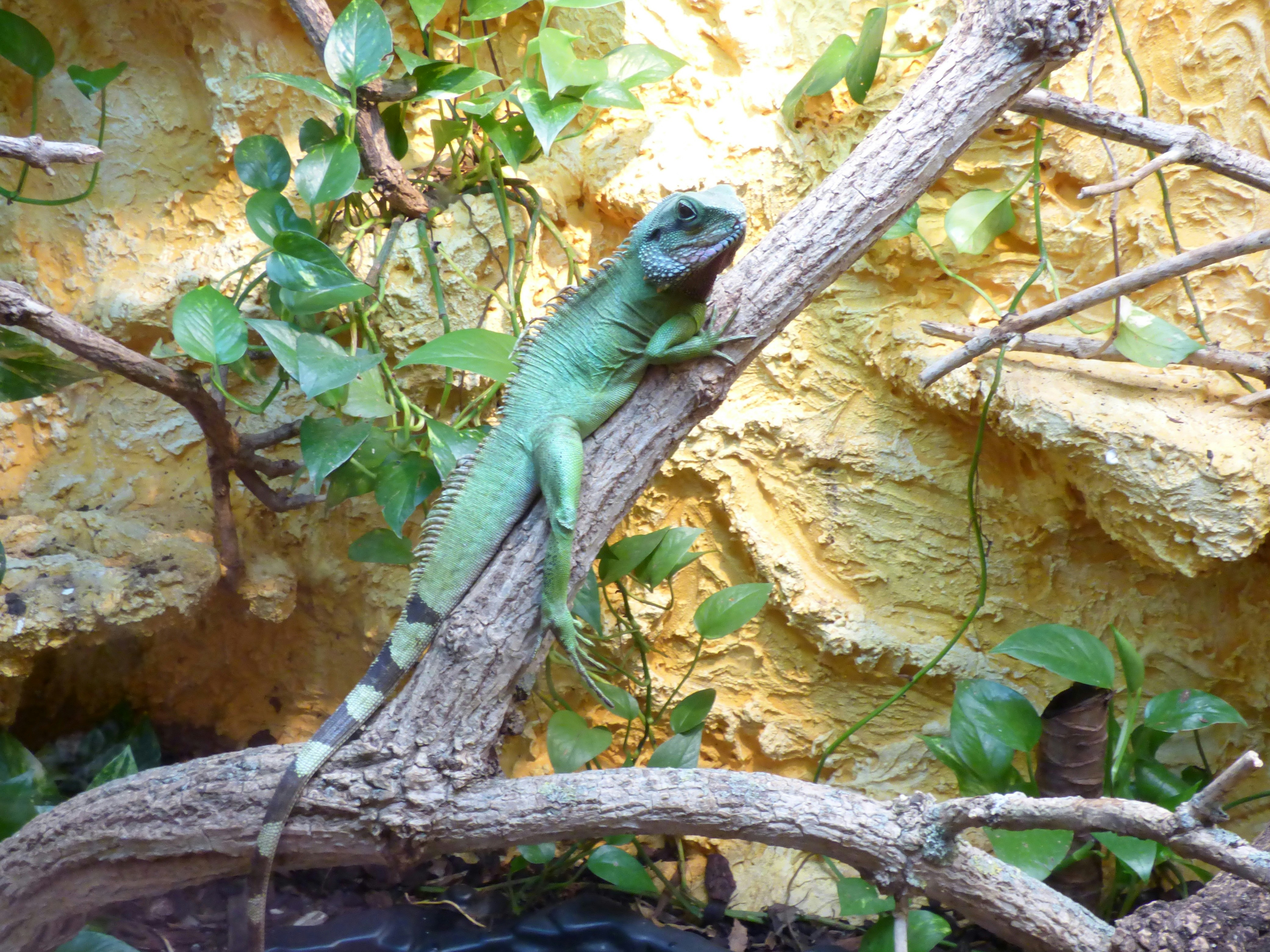 A vibrant green lizard rests on a textured branch surrounded by lush foliage against a warm, yellow backdrop.