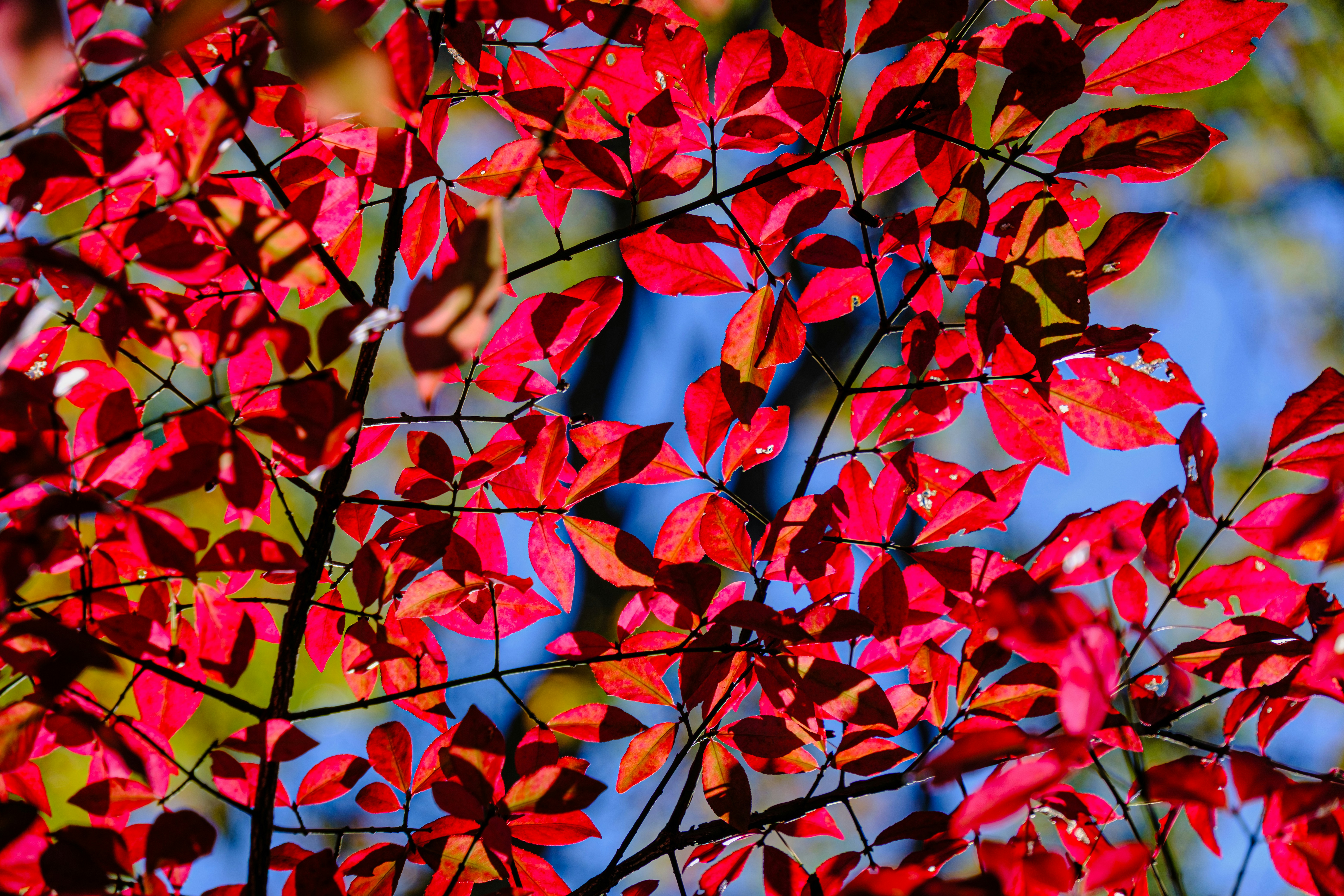 Crimson Canopy: Nature's Fiery Palette