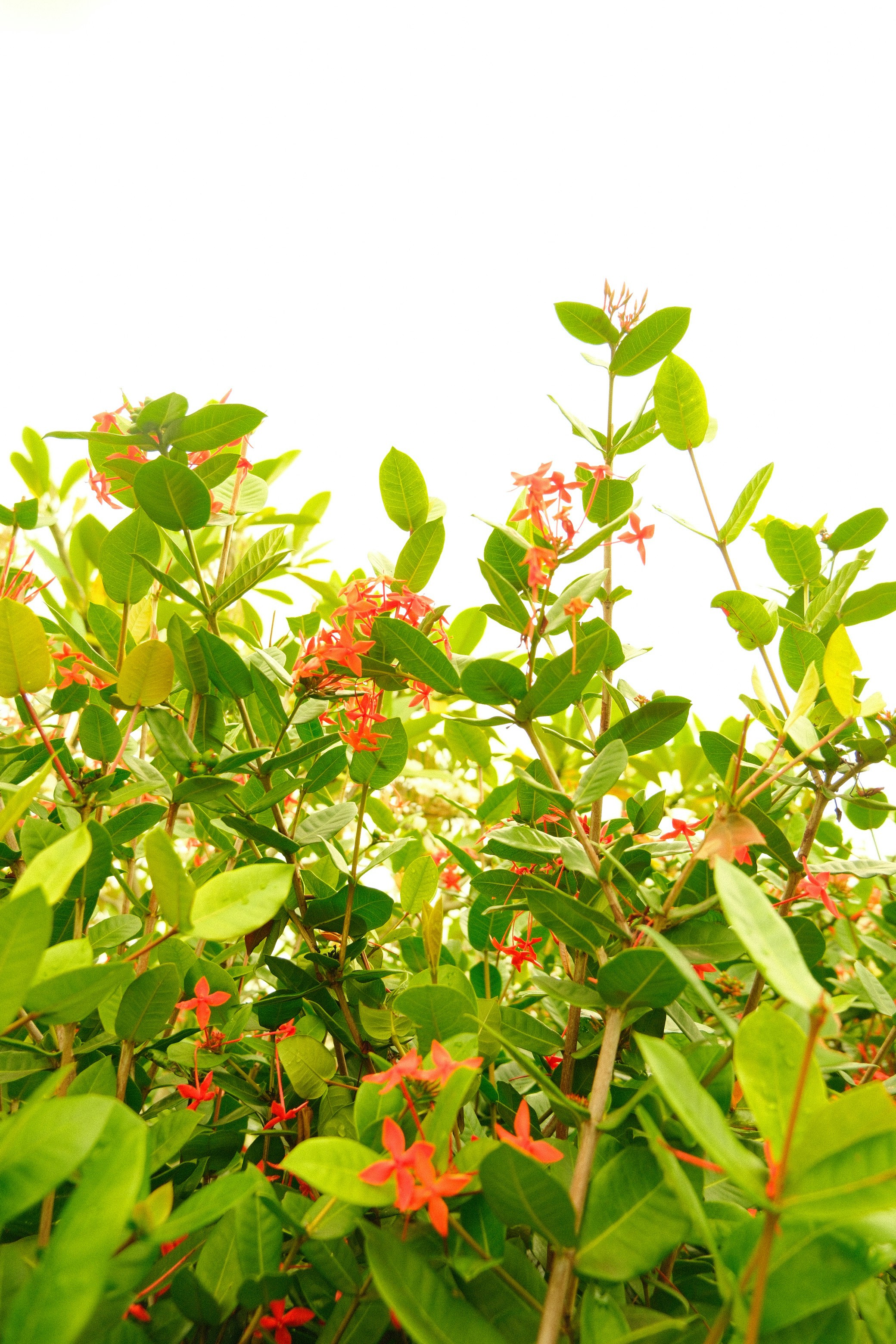 A Symphony of Green and Coral