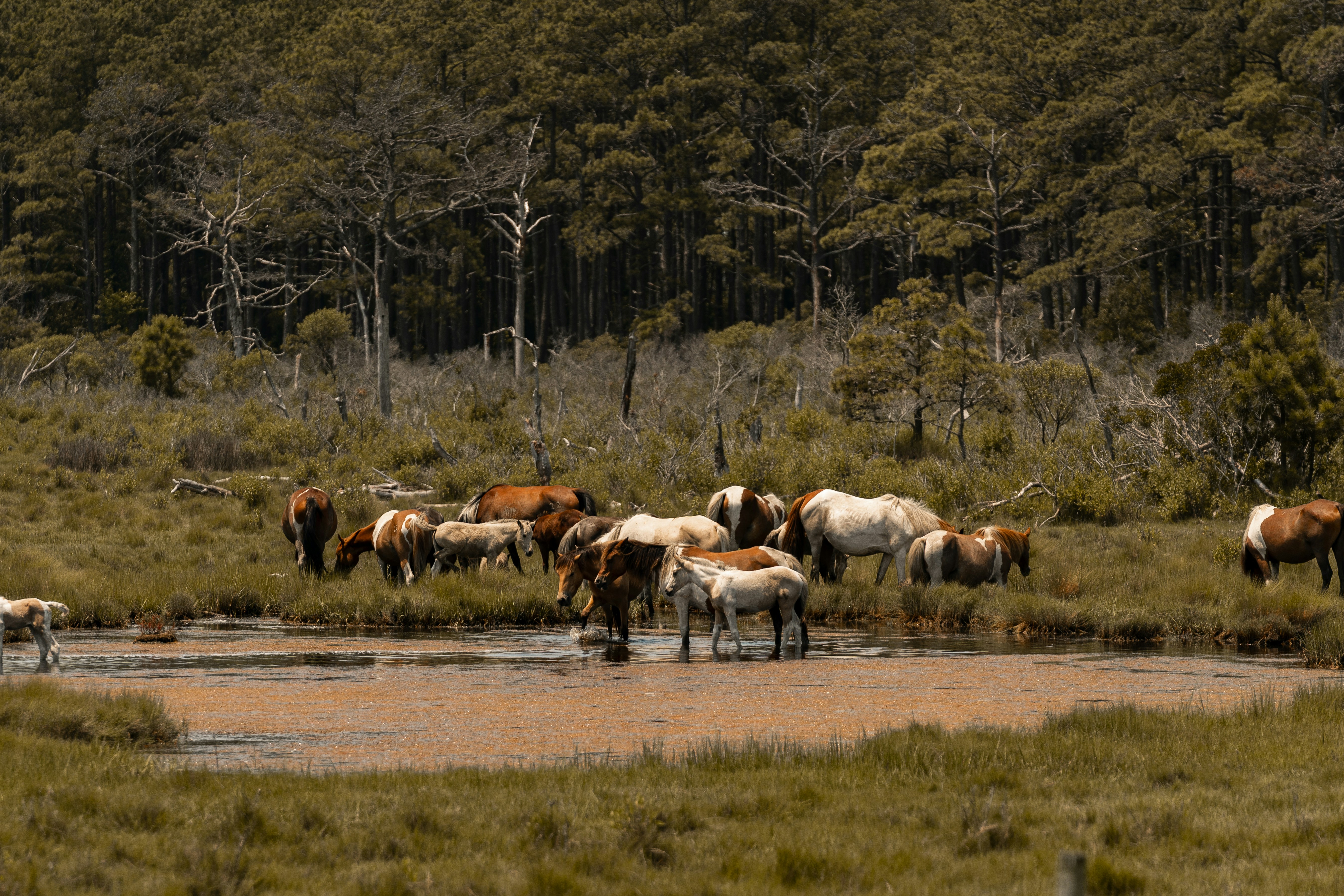 Herd of wild horses gathering around a tranquil pond, surrounded by lush greenery and tall trees.