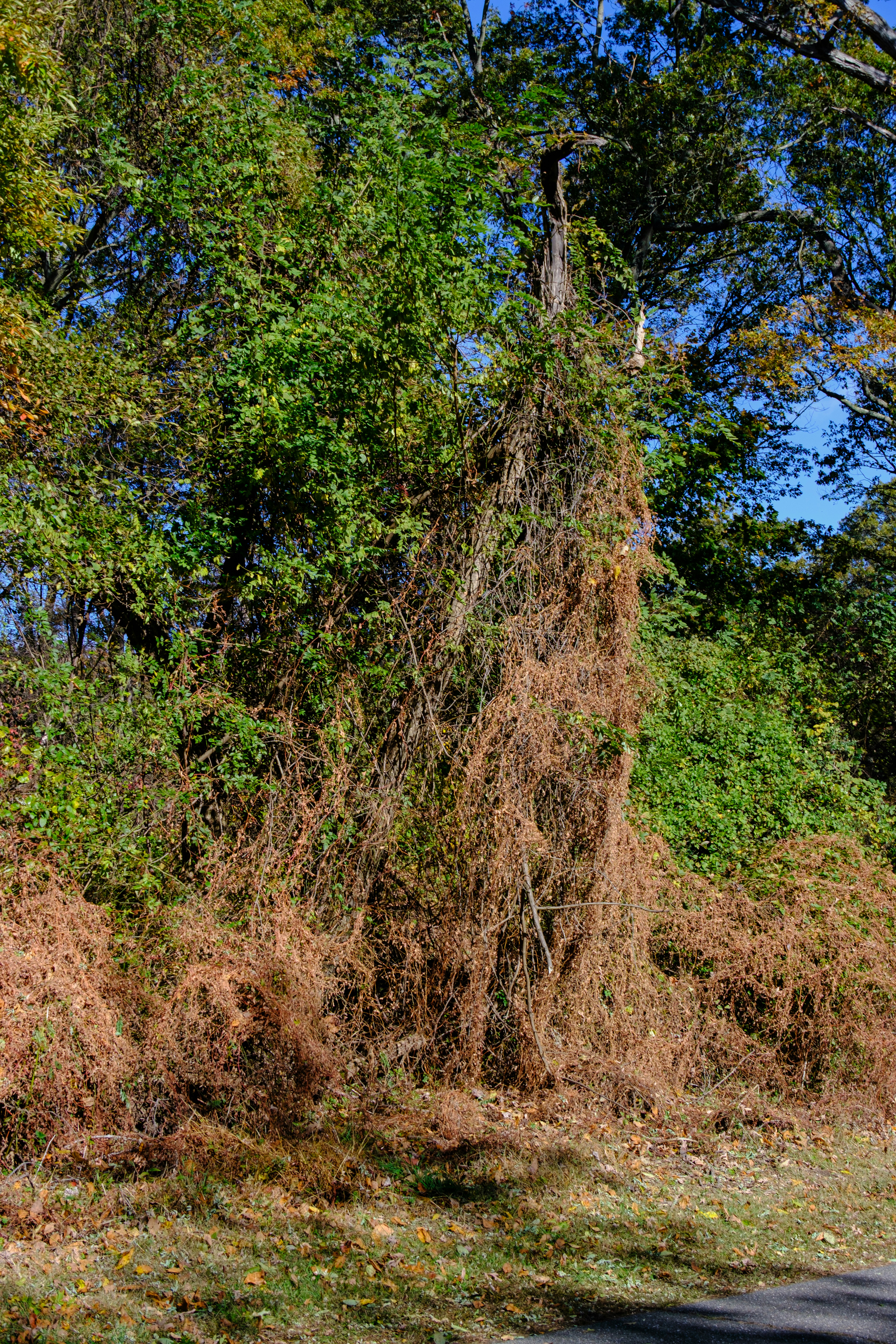 A tangle of vines and foliage intertwines with a weathered tree, showcasing the resilience of nature in a vibrant landscape.