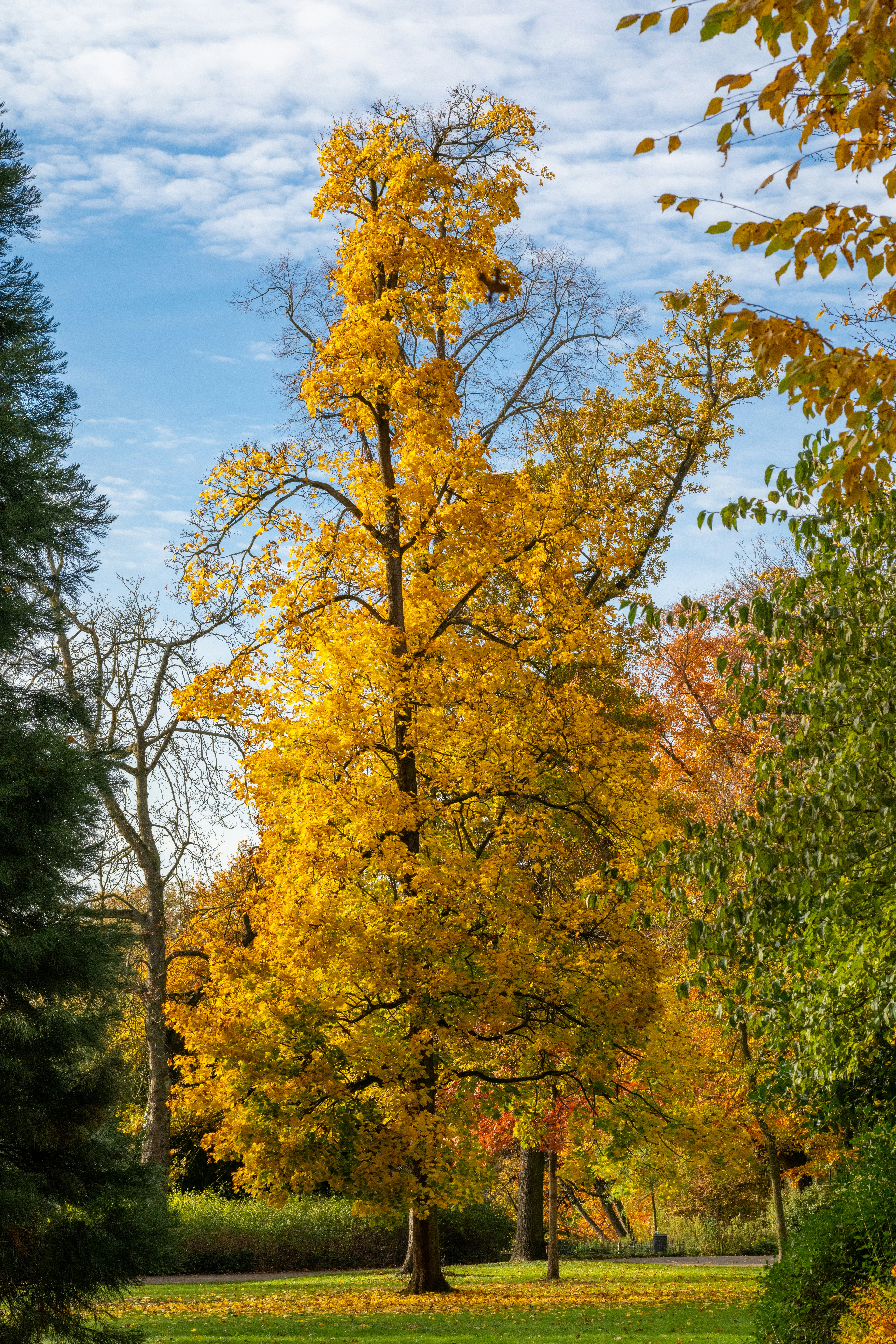 Vibrant yellow tree standing tall amidst a colorful autumn landscape, framed by lush greenery and a clear blue sky.