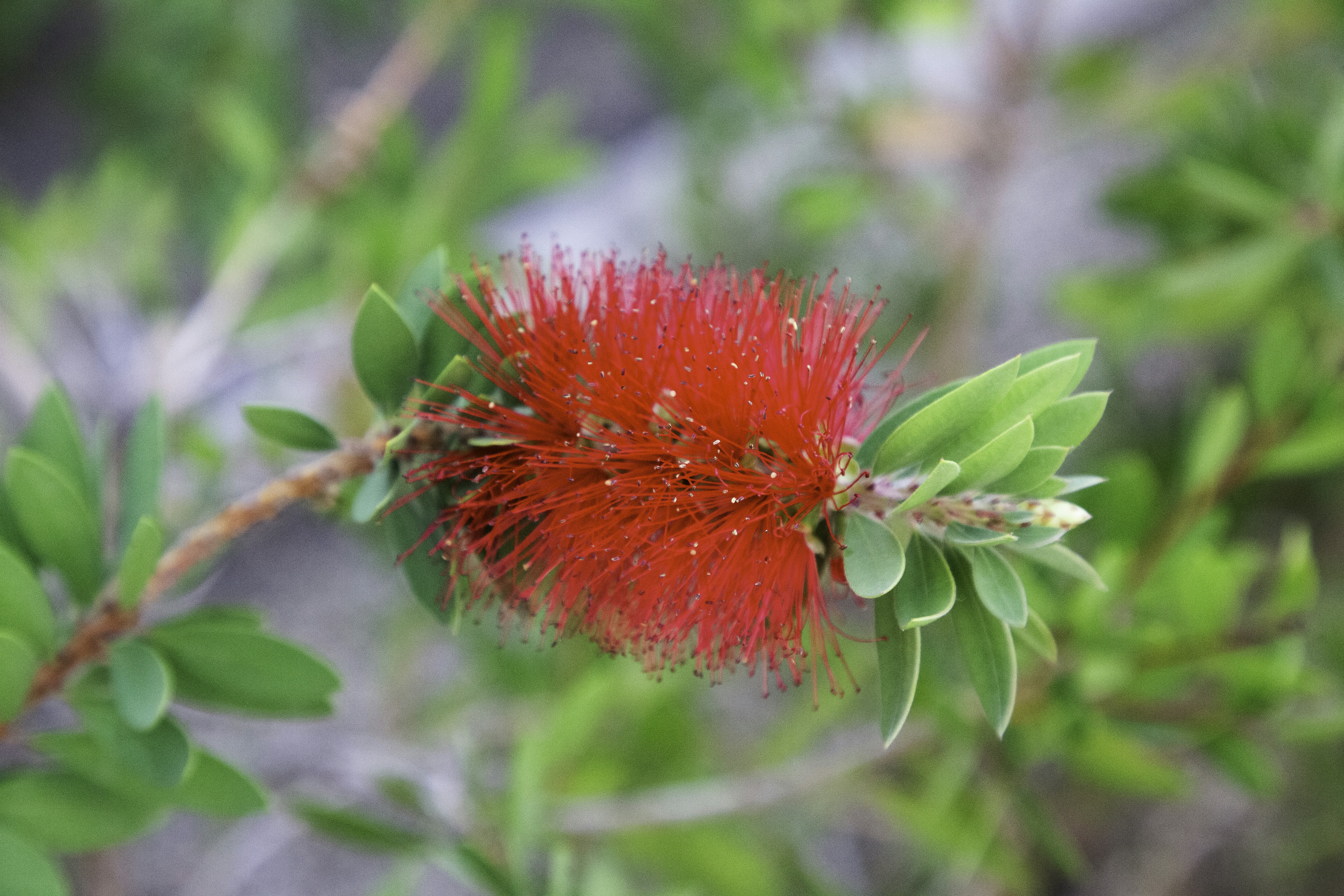 A striking red bottlebrush flower surrounded by lush green leaves, showcasing the beauty of native flora. The intricate details highlight the flower's unique structure.