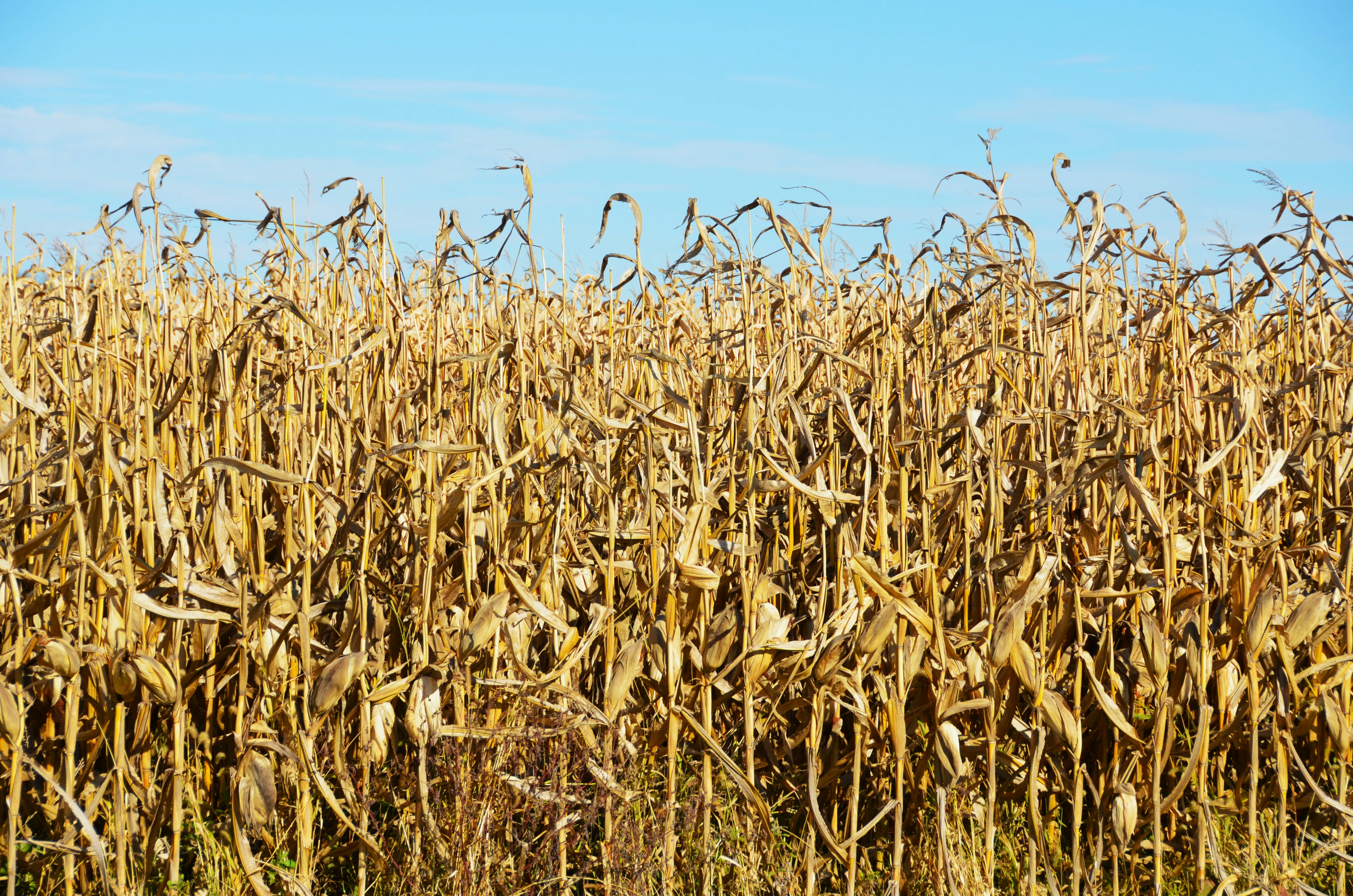 Dry corn stalks under a clear blue sky photo – Free Farm Image on Unsplash