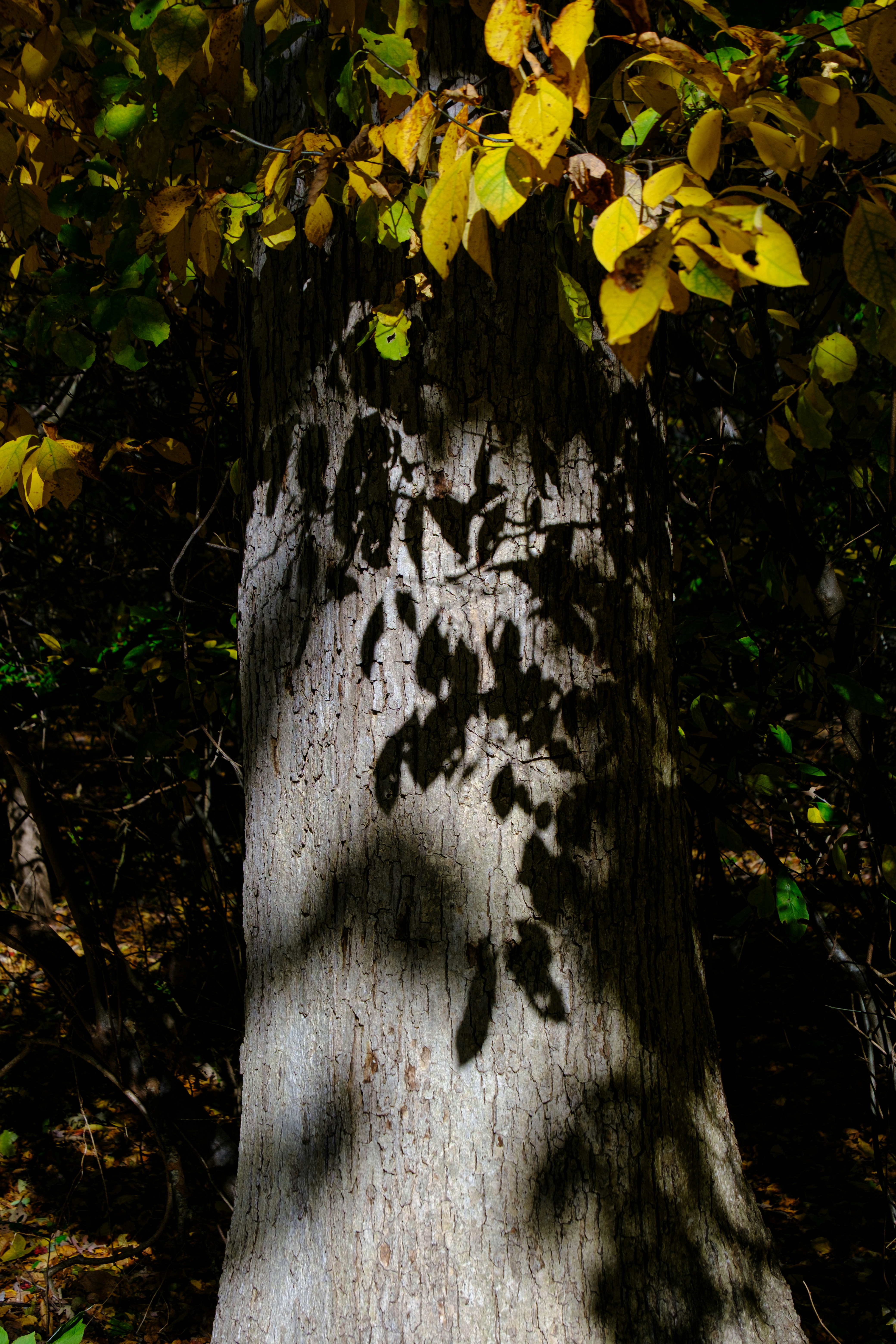 Golden leaves cast intricate shadows on a textured tree trunk, capturing the essence of autumn's transition.