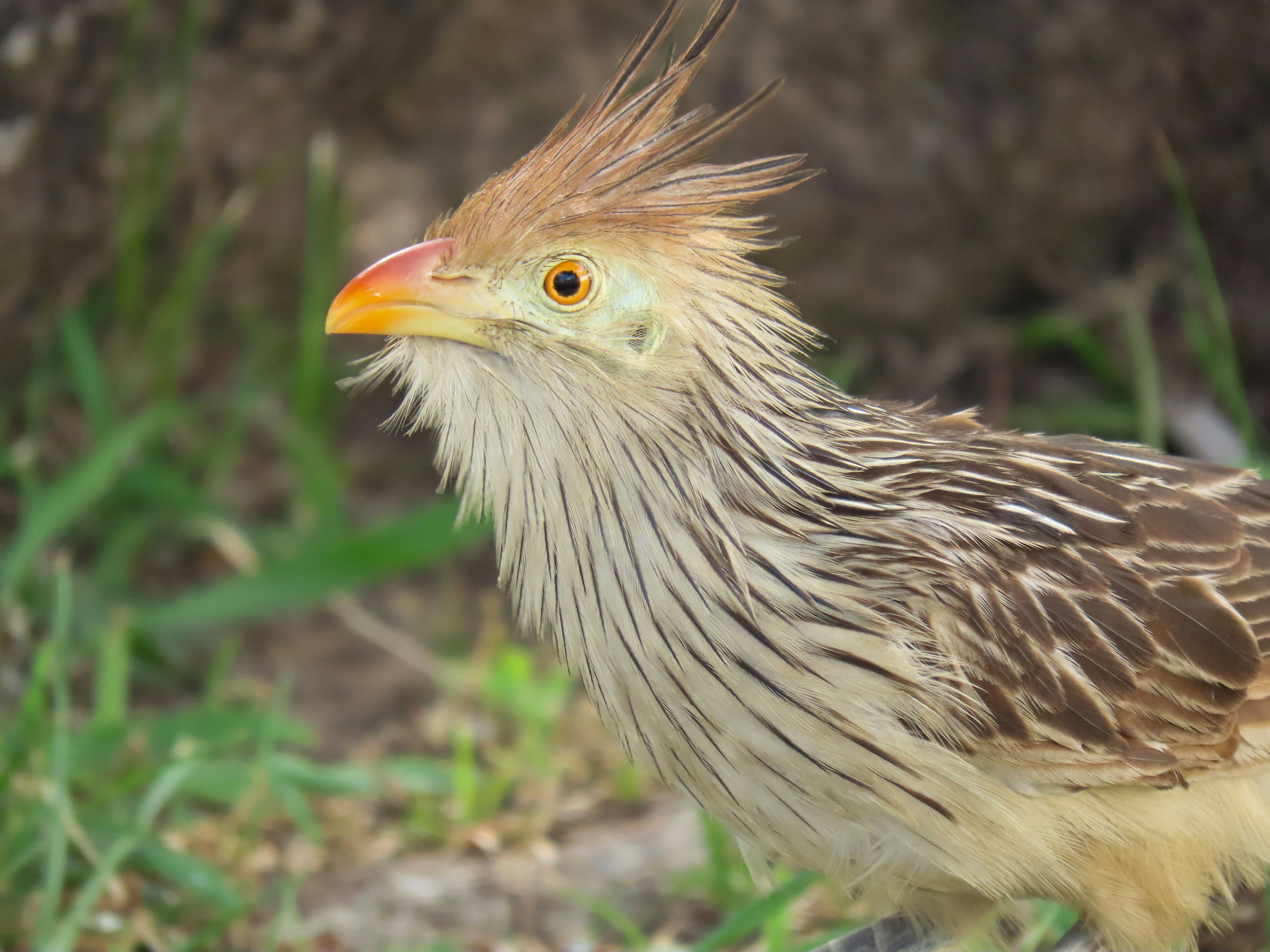 The Quirky Charm of Nature's Oddities