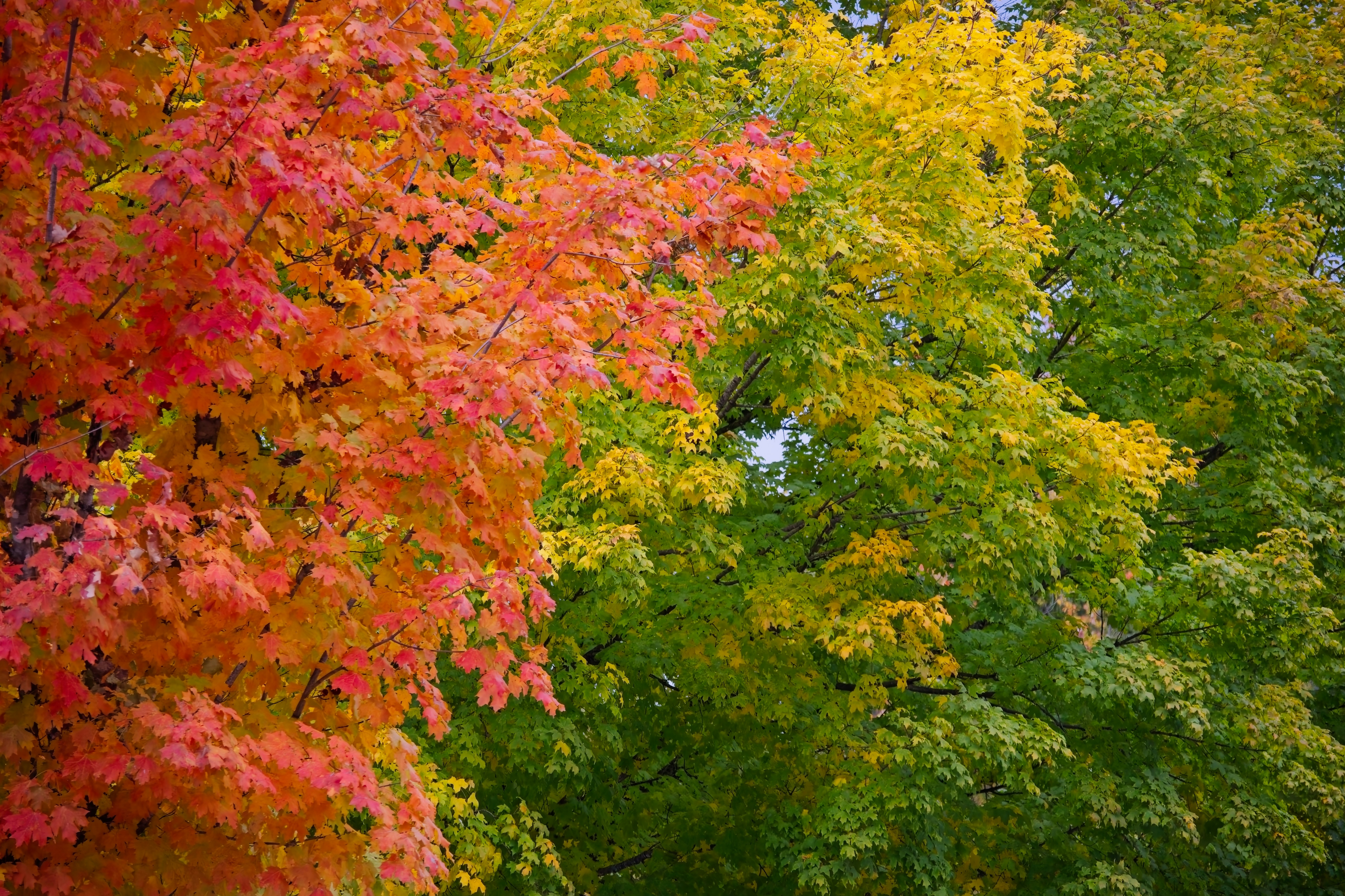 Vibrant autumn leaves in shades of red and yellow contrast against a backdrop of lush greenery. The scene captures the essence of seasonal change.
