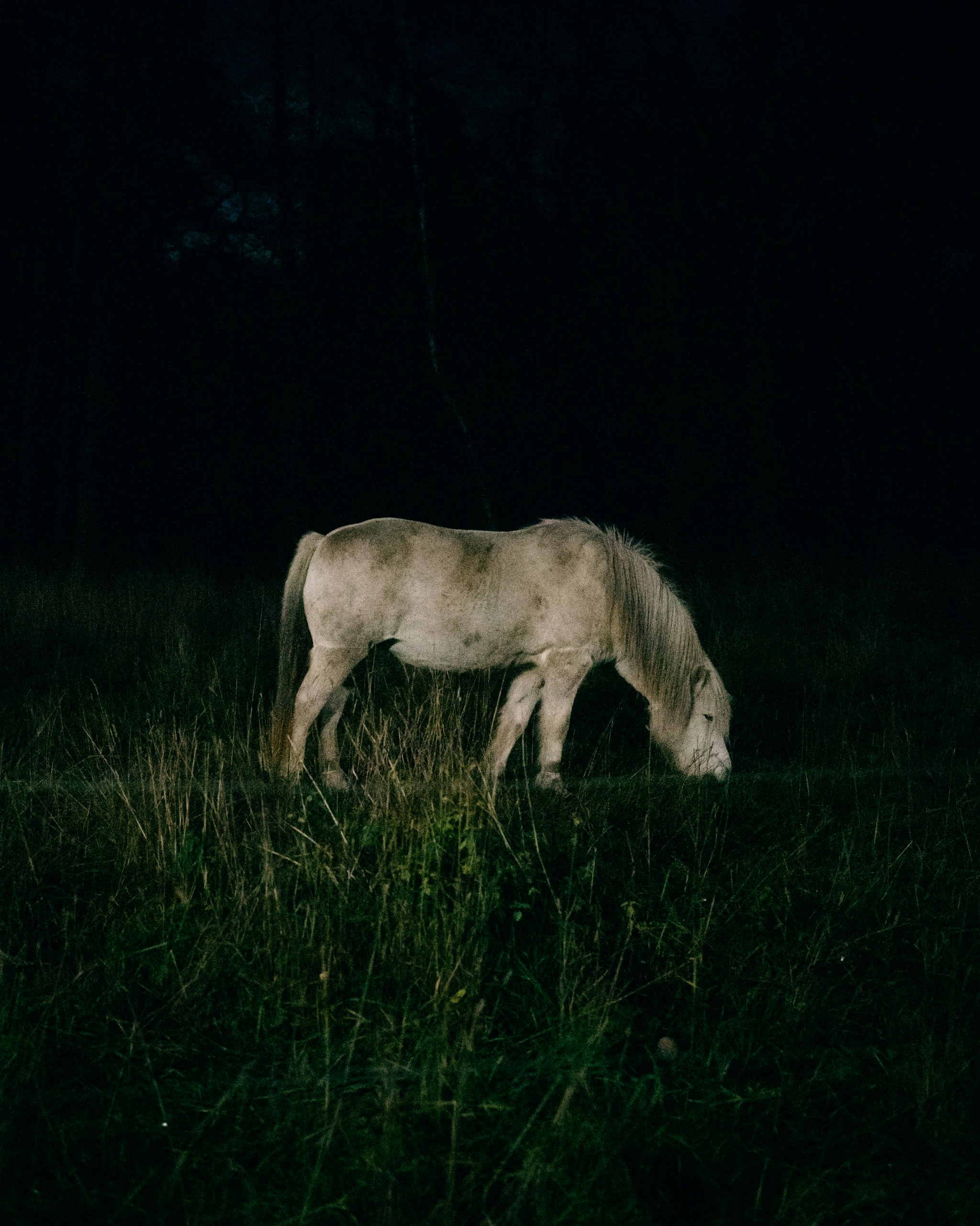 Whispers of the Moonlit Meadow