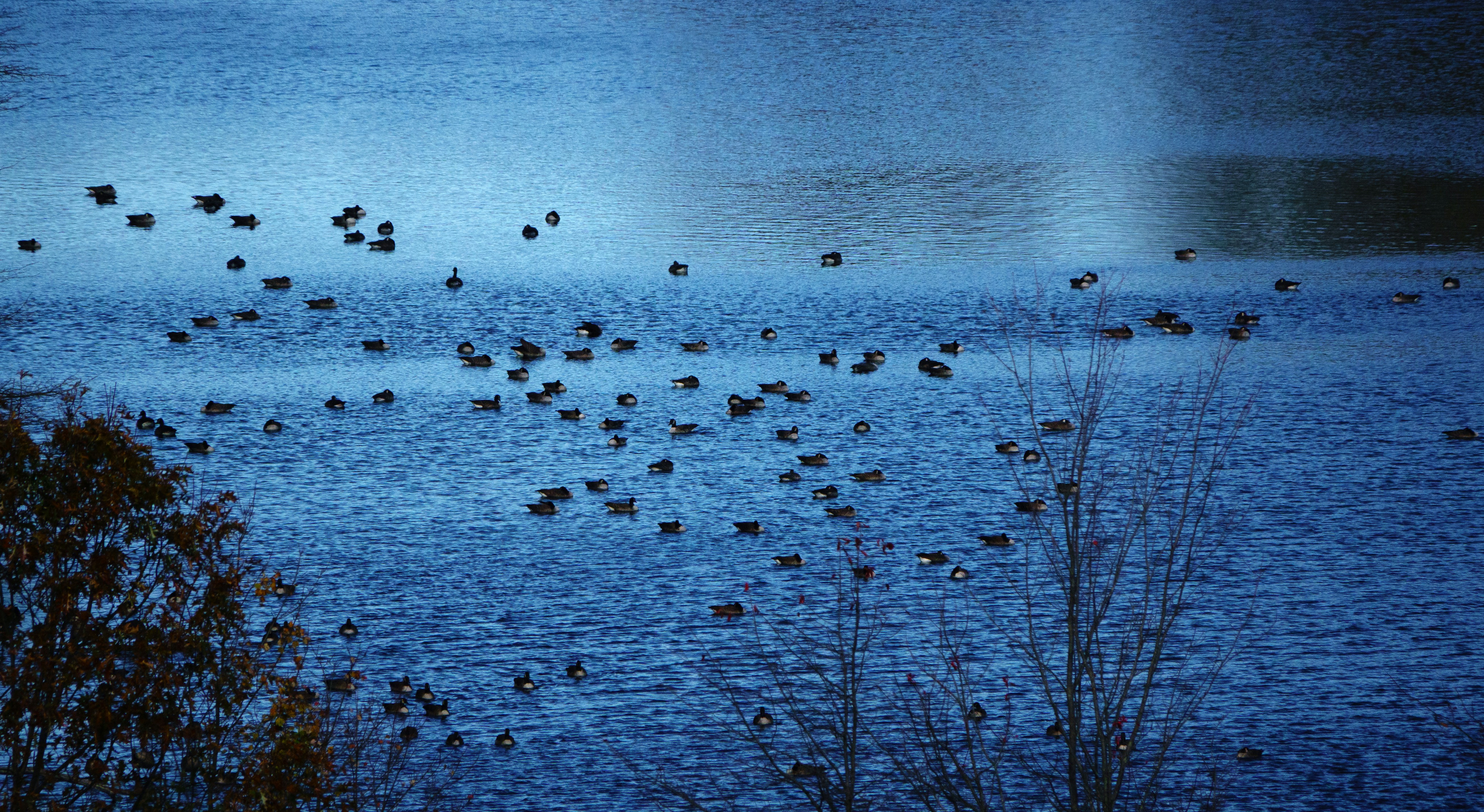 Harmony in Motion: A Dance of Ducks on Tranquil Waters